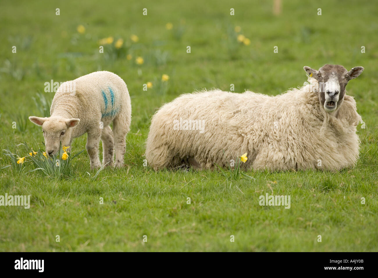 Spring lambs daffodils hi-res stock photography and images - Alamy