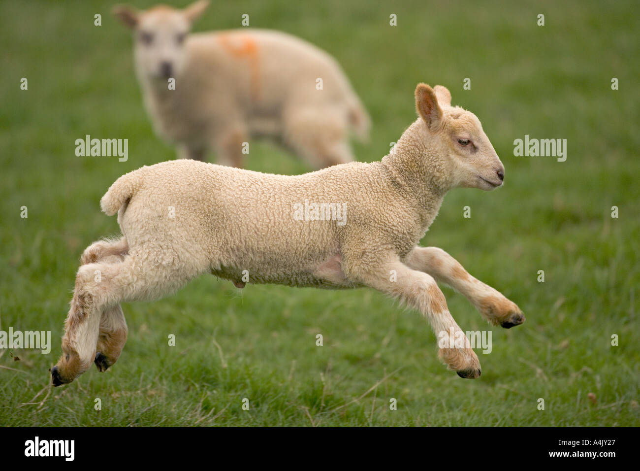 Naughty lamb hi-res stock photography and images - Alamy