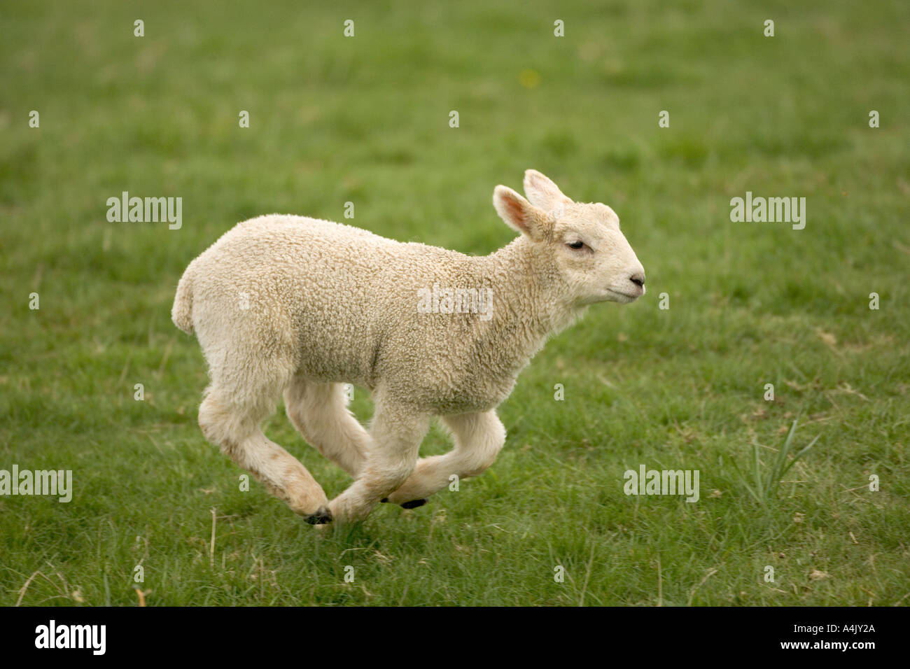 Naughty lamb hi-res stock photography and images - Alamy