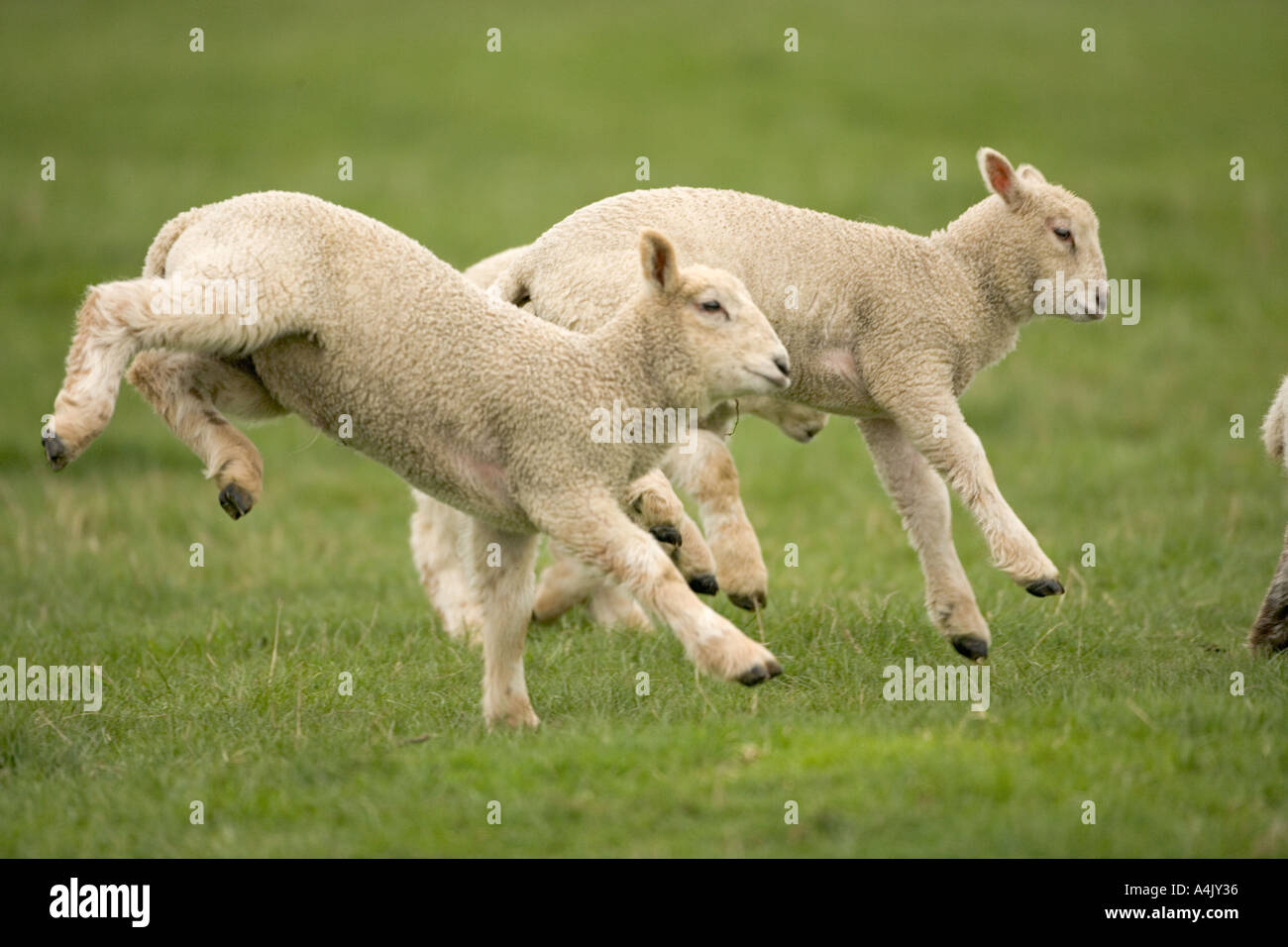 Spring lamb leaping hi-res stock photography and images - Alamy