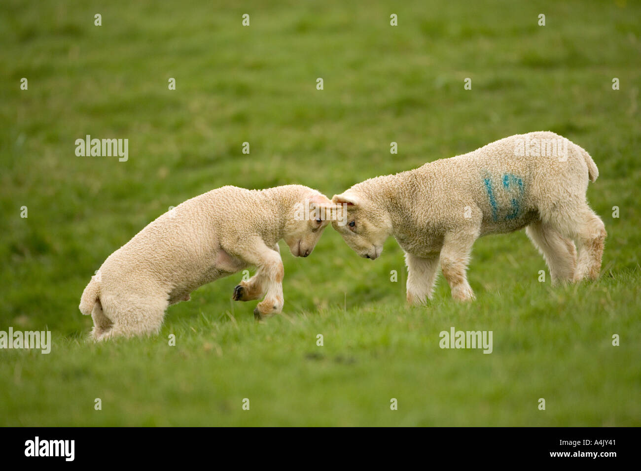 Spring Lambs playing in meadow at Easter time Stock Photo - Alamy