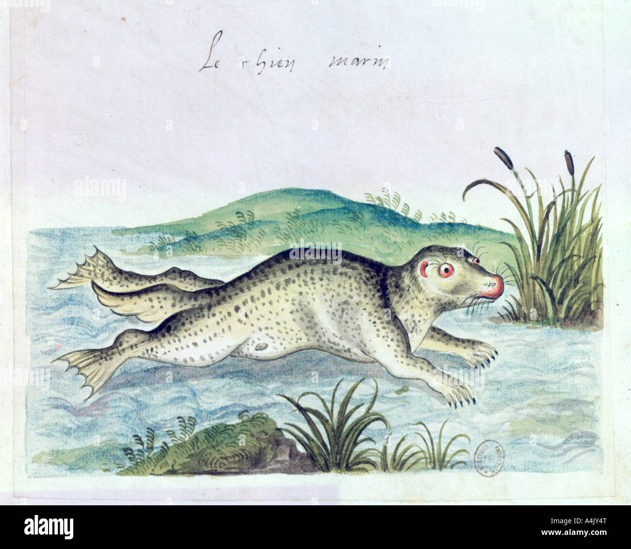 'Marine dog', 16th century. Artist: Unknown Stock Photo - Alamy