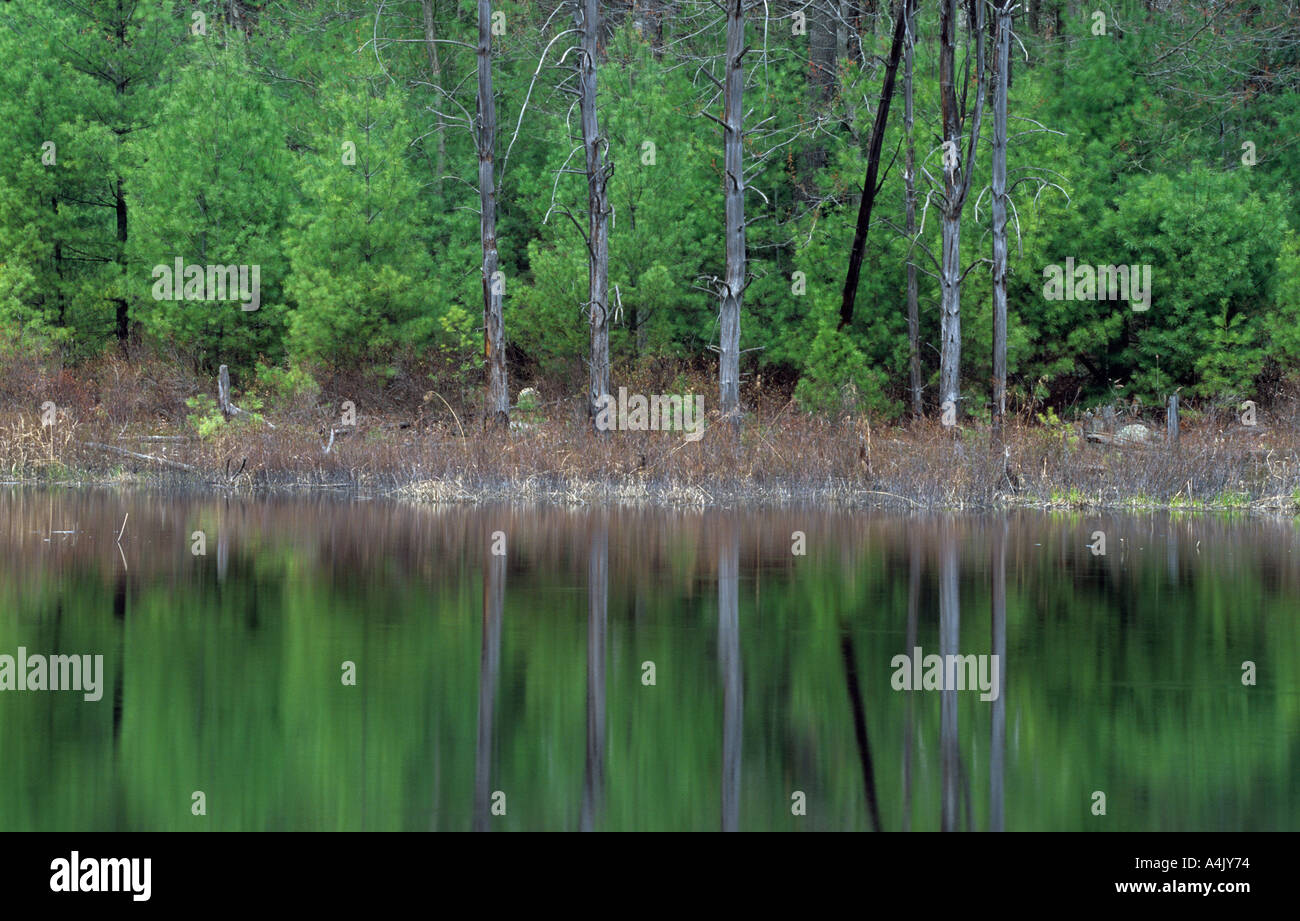 Reflection of green pine trees in a small pond Stock Photo - Alamy
