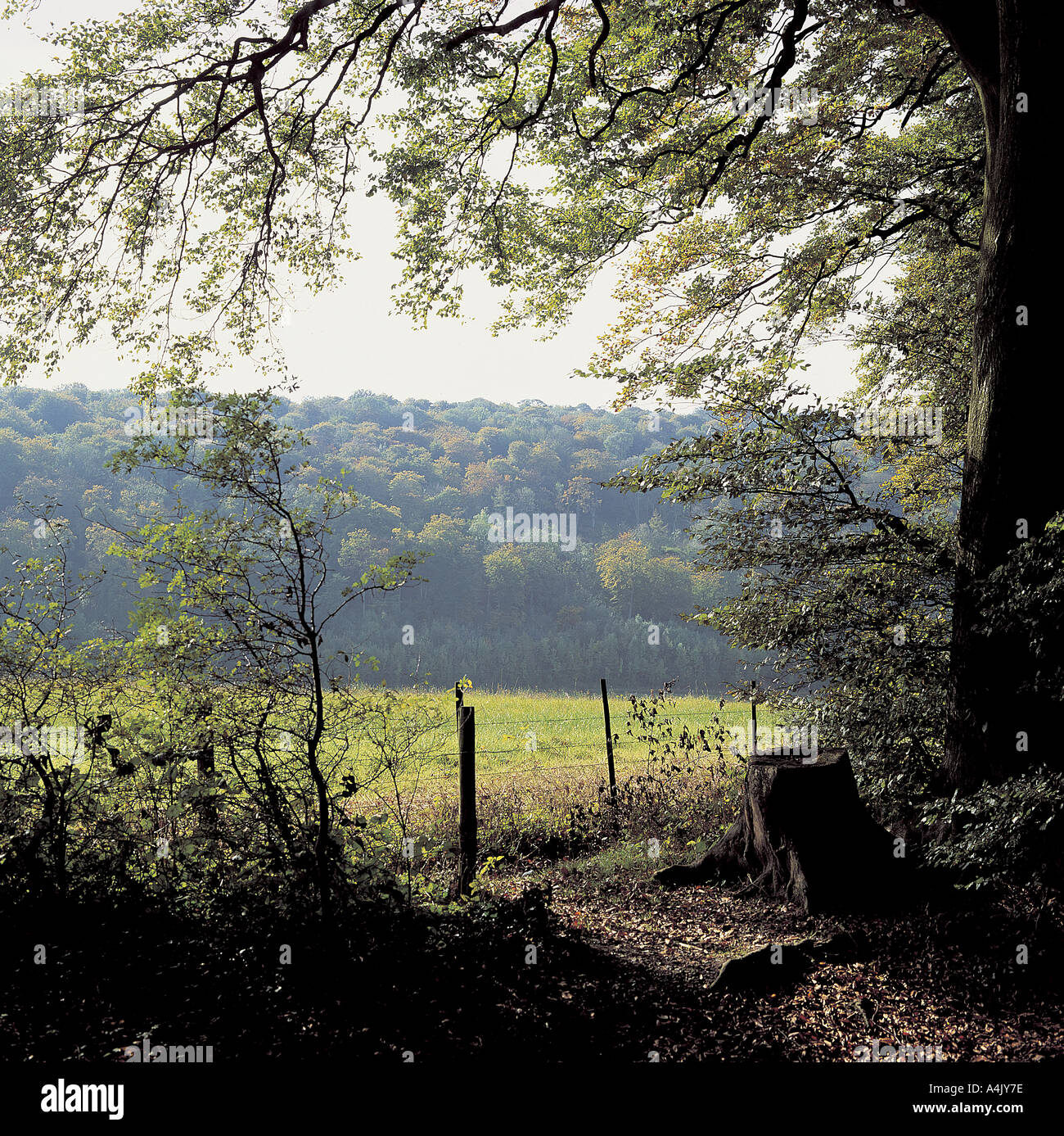 Woods in the Chilterns Stock Photo - Alamy