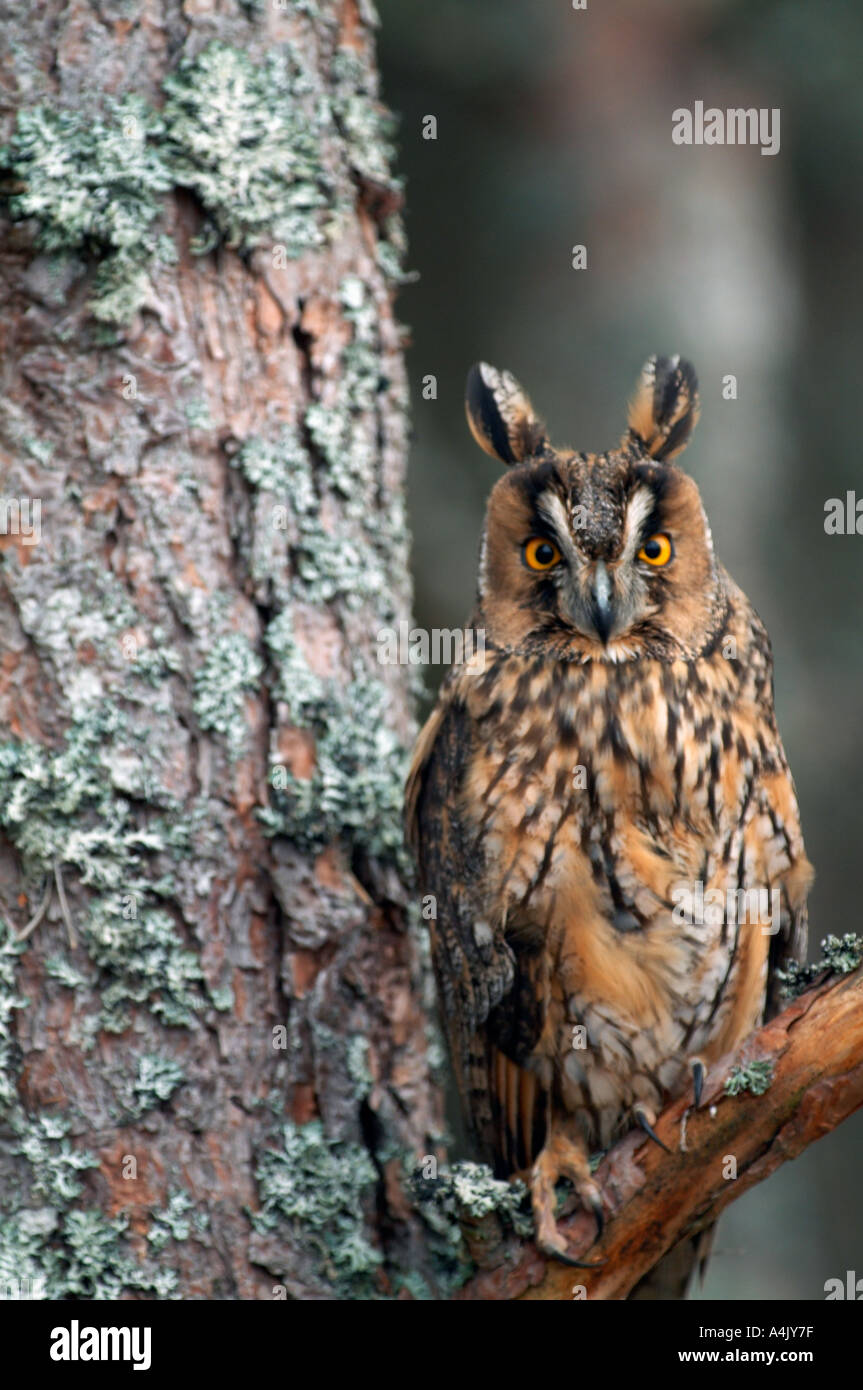 Long eared owls roosting hi-res stock photography and images - Alamy