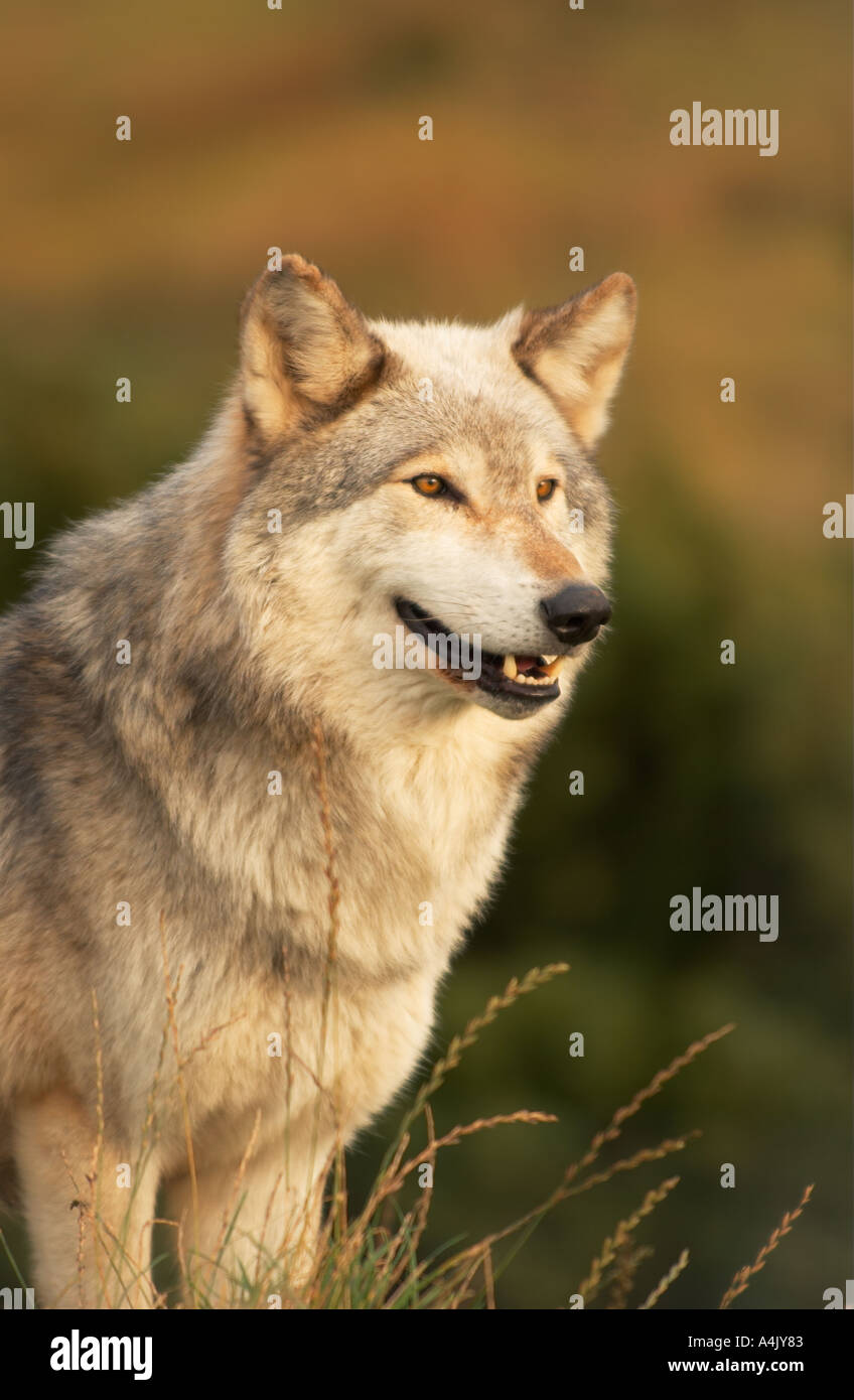 Eurasian wolf landscape hi-res stock photography and images - Alamy