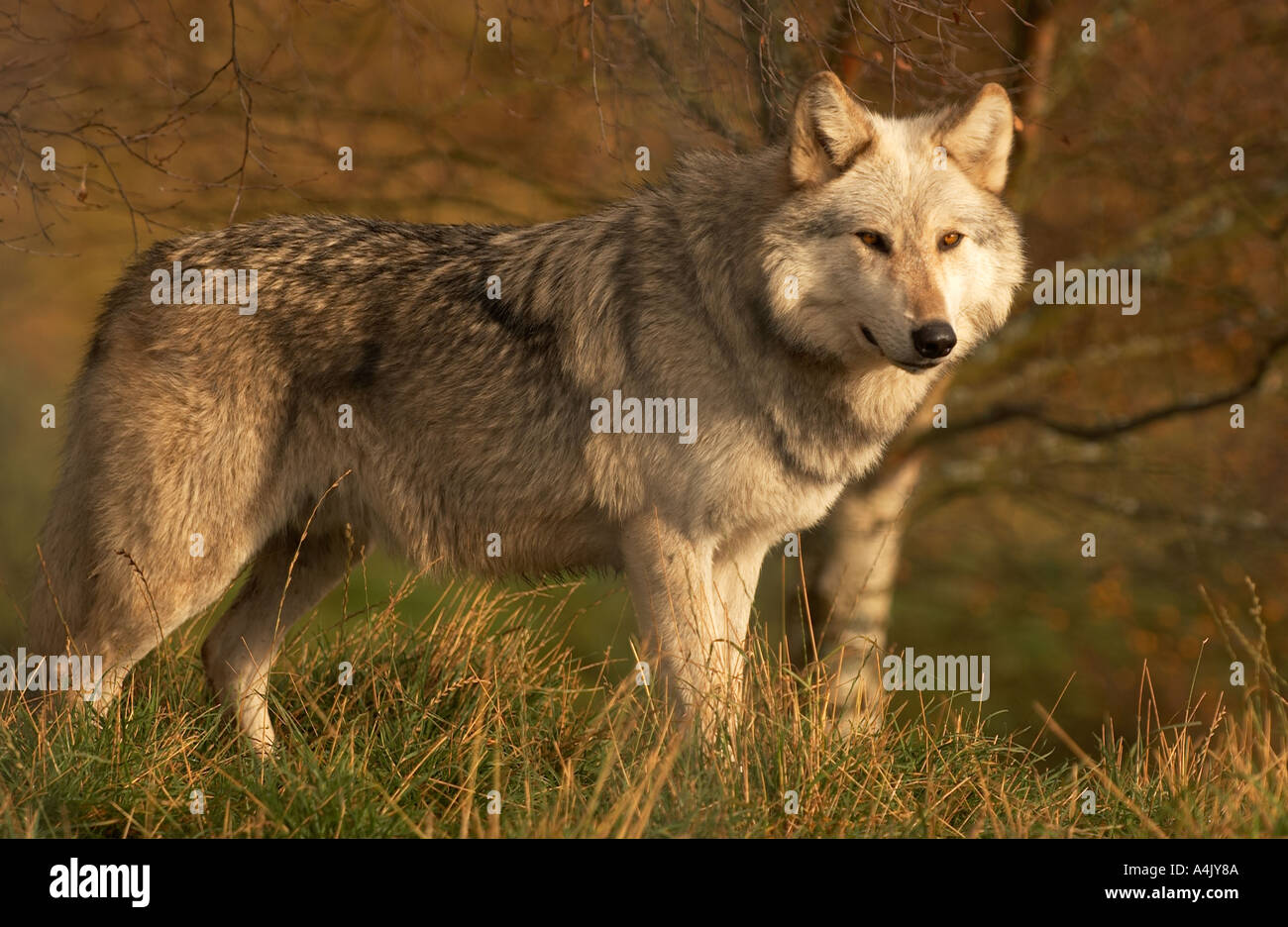 Eurasian grey wolf Stock Photo - Alamy