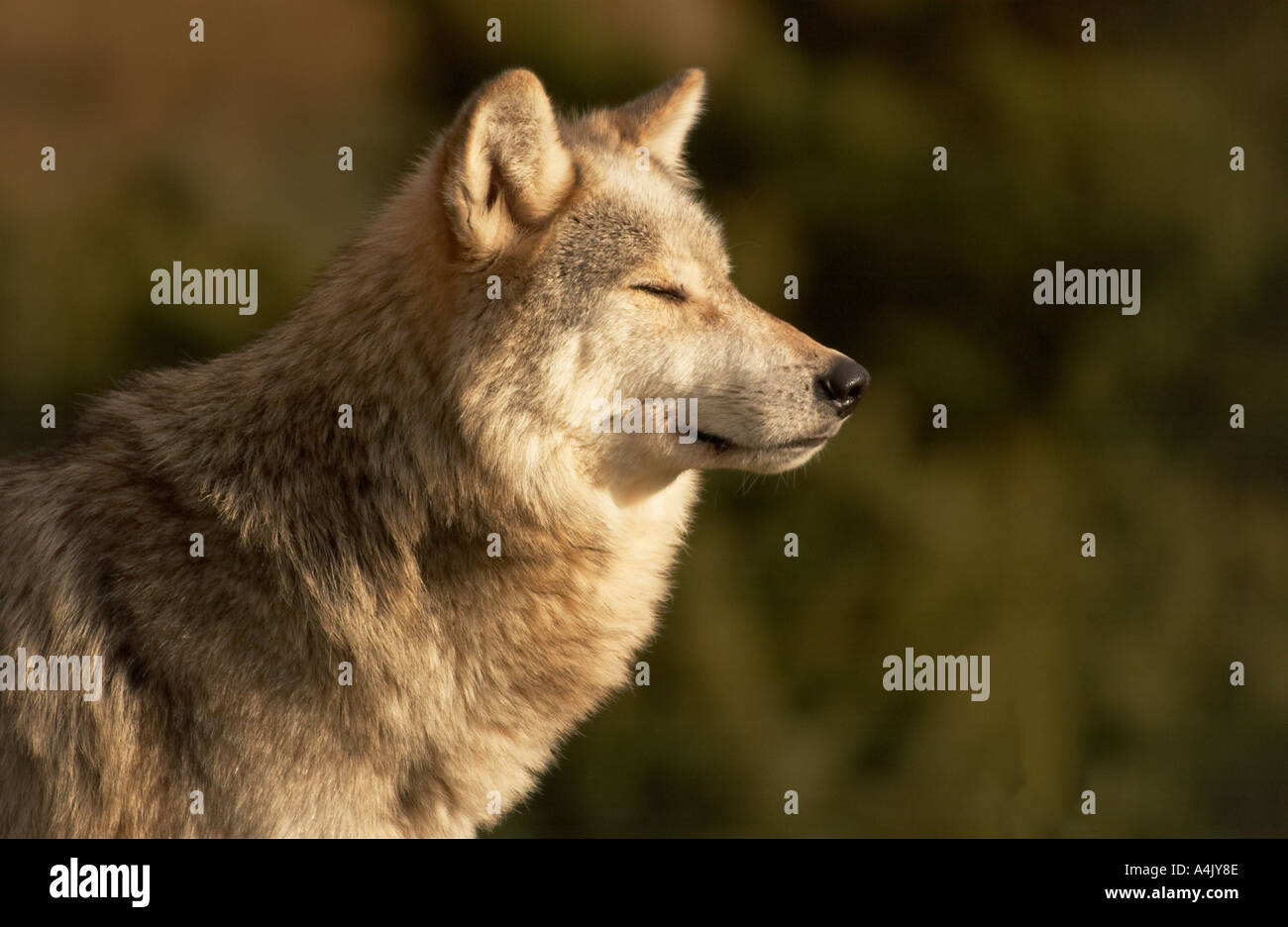 Eurasian wolf landscape hi-res stock photography and images - Alamy