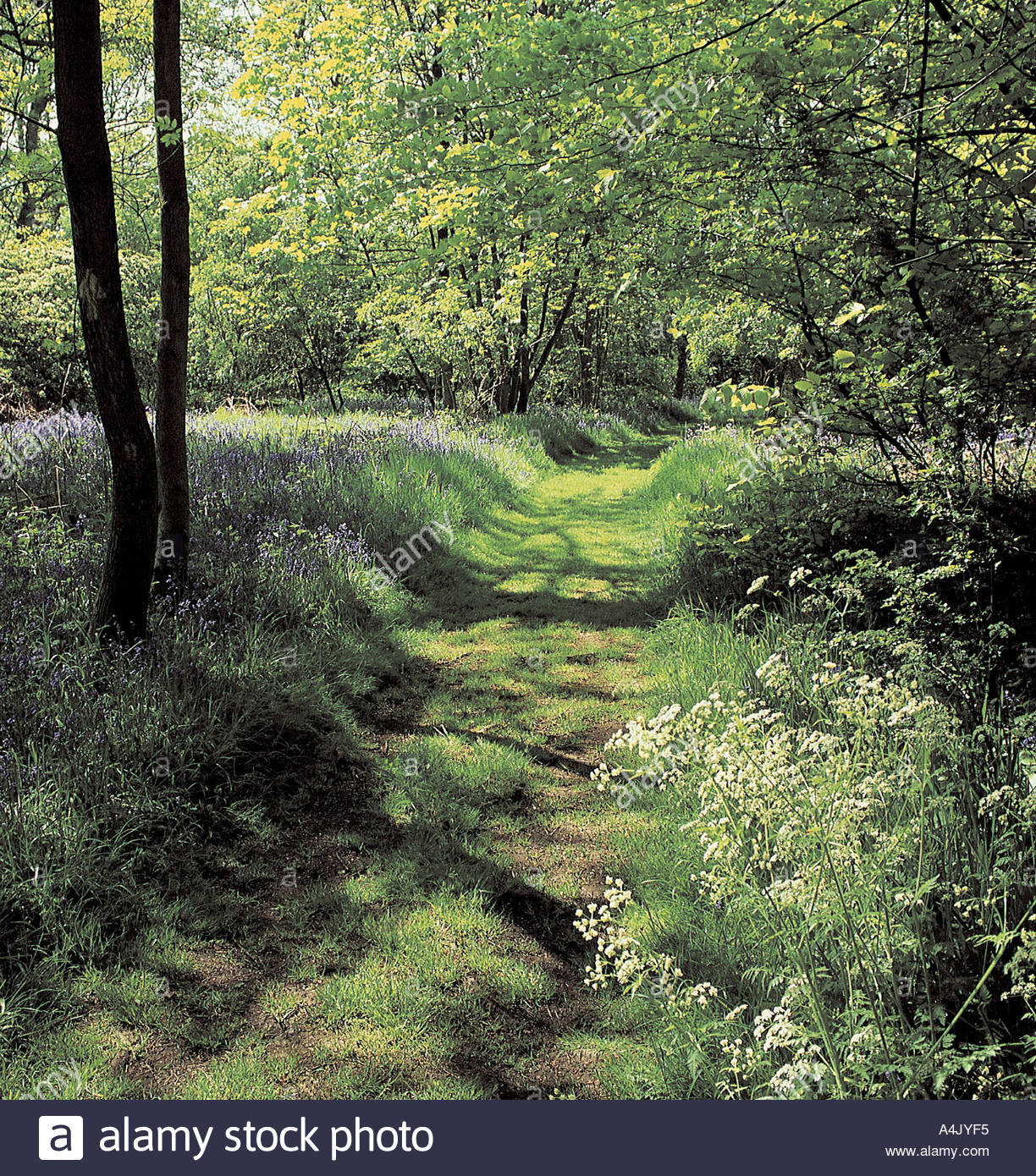 Natural path through Beech Woods, Chilterns Stock Photo - Alamy