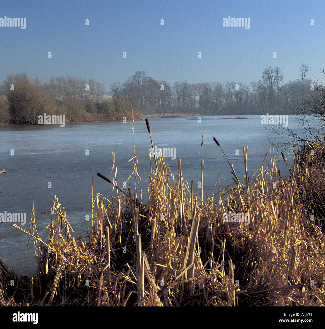Frozen River Misbourne Stock Photo - Alamy