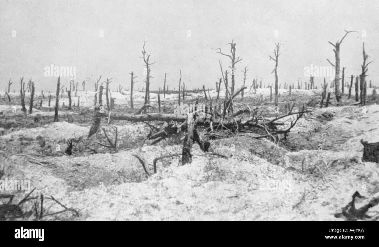 Blasted tree stumps, Mesnil, Champagne, France, World War I, 1915 ...