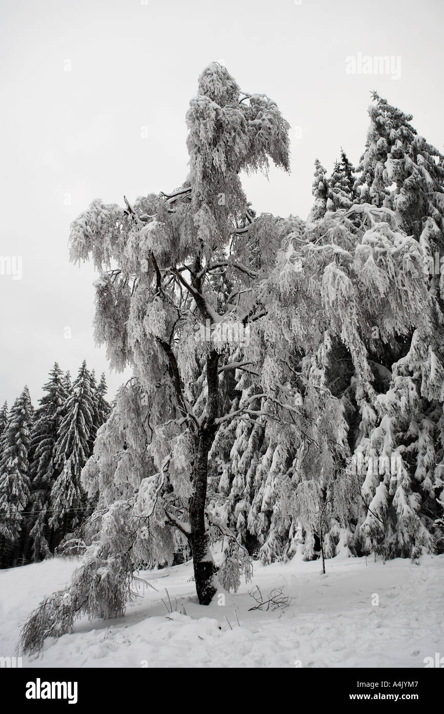 Fir trees covered in snow Kirchberg German Alps Stock Photo - Alamy