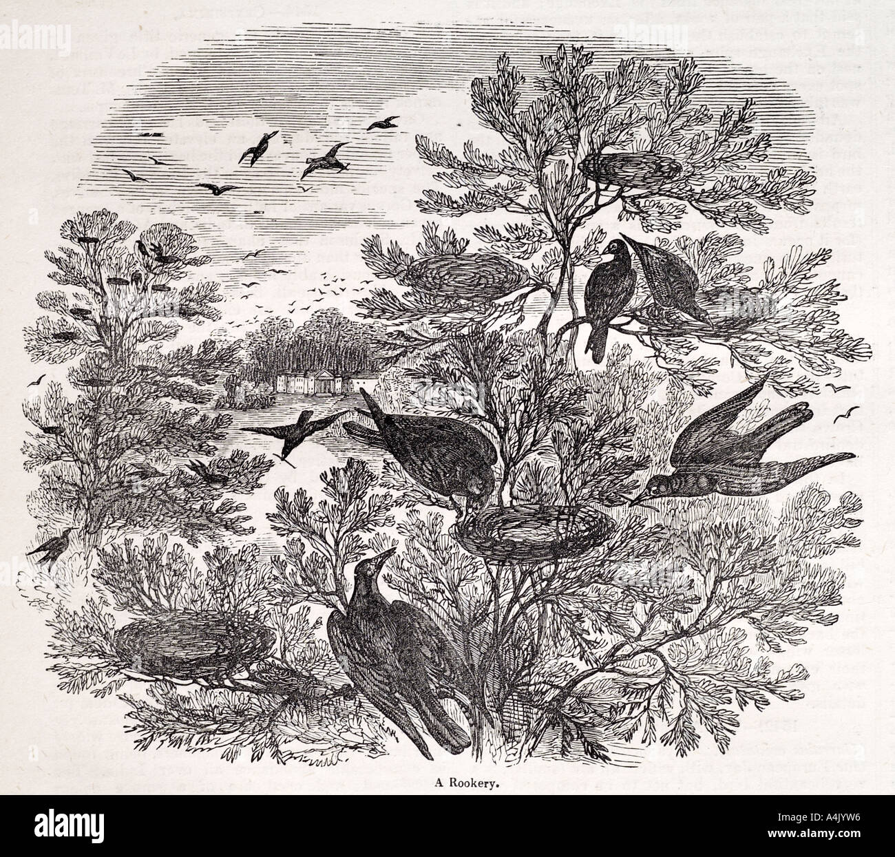 rookery rook corvus frugilegus flock nest social noisy caw raptor avian ...