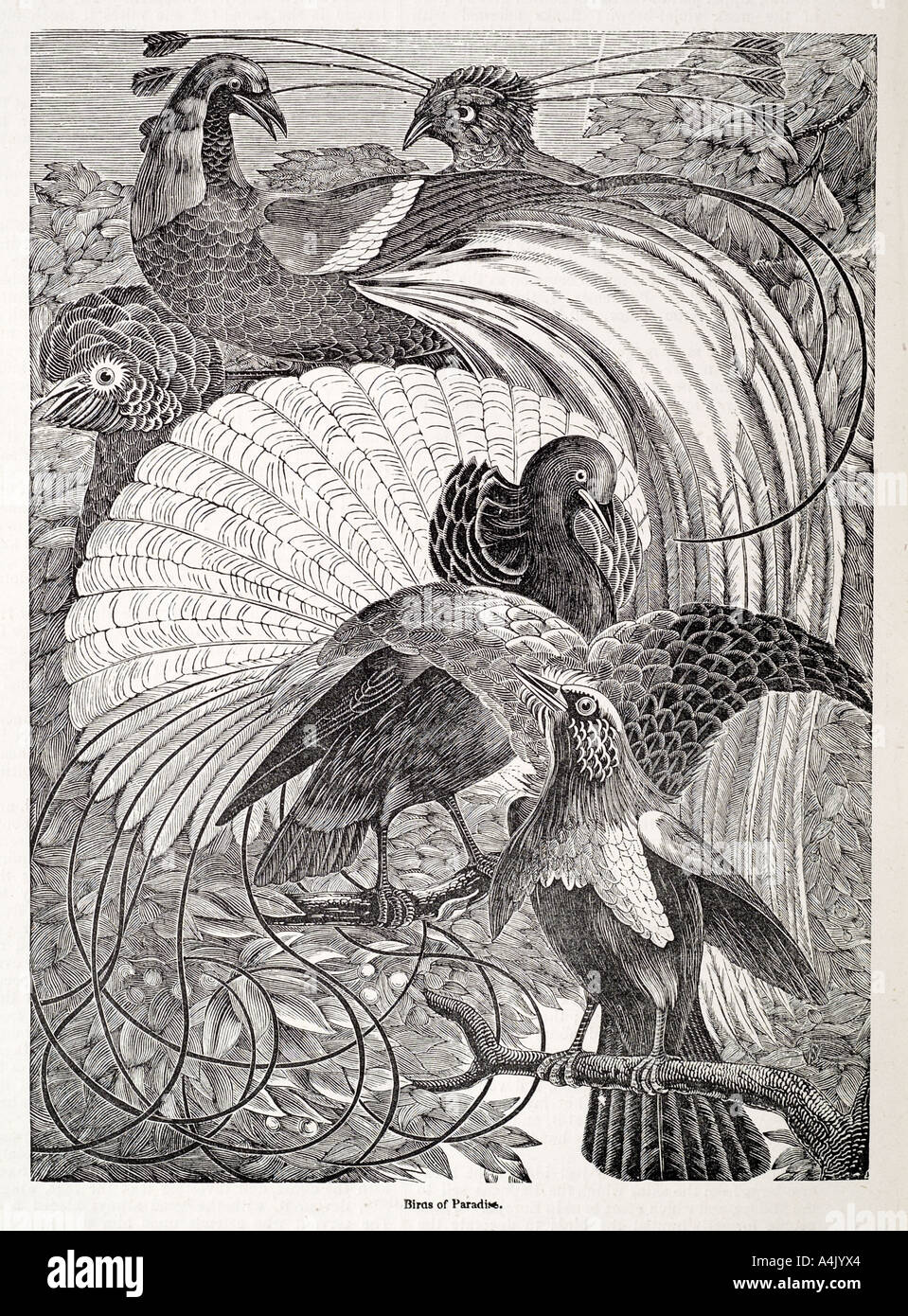 paradise bird feather plume paradise avian life natural nature history ...