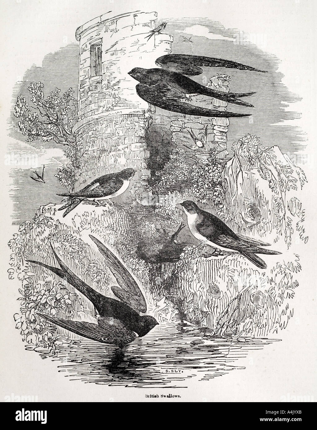 Victorian cartoon british empire hi-res stock photography and images ...