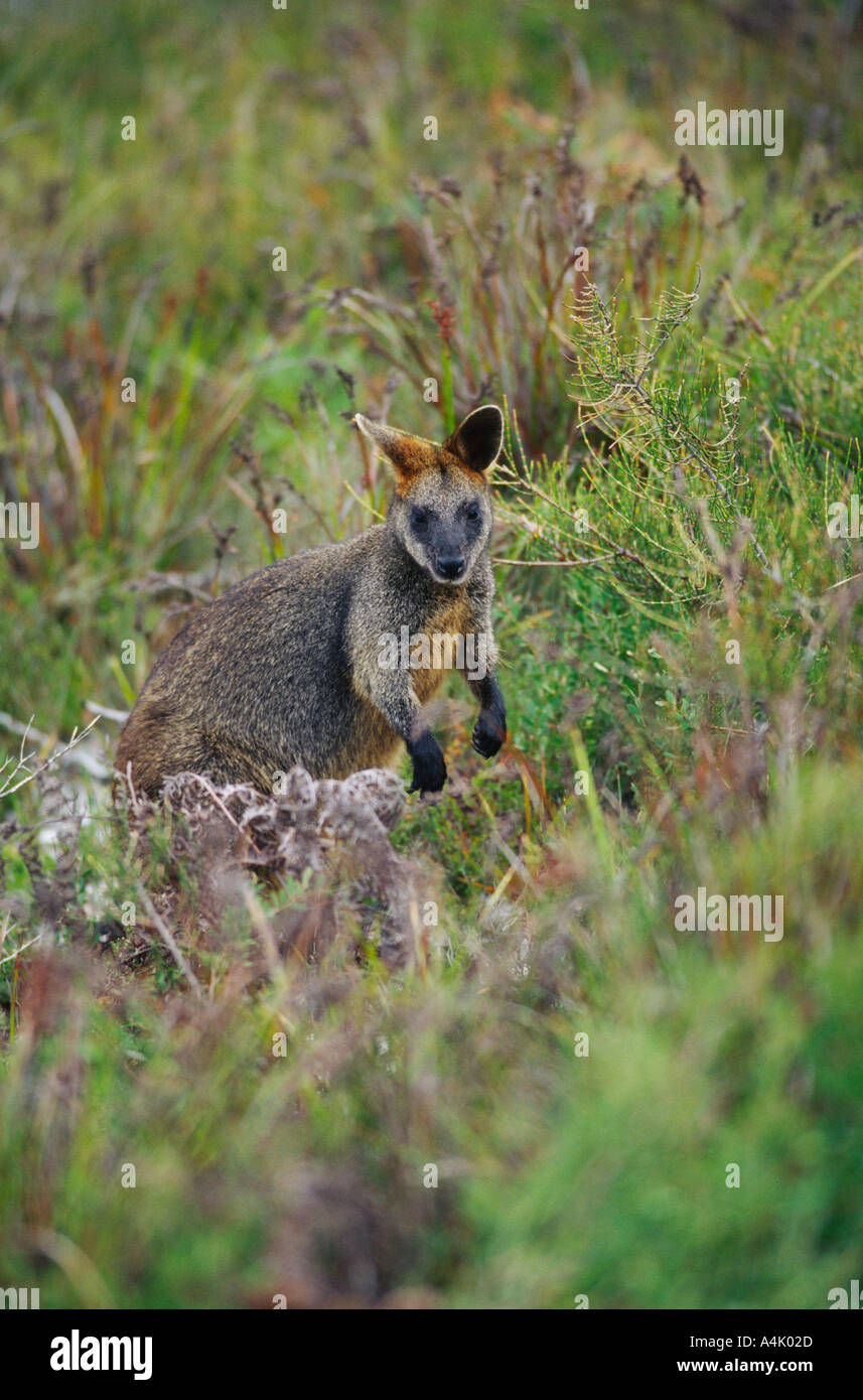 Swamp wallaby a k a black wallaby Wallabia bicolor Wilson's Promontory ...