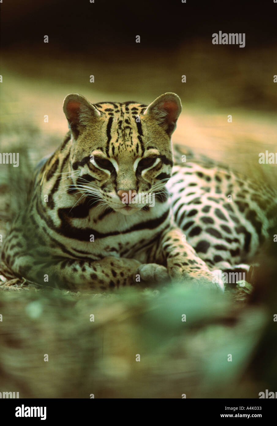Ozelot hi-res stock photography and images - Alamy
