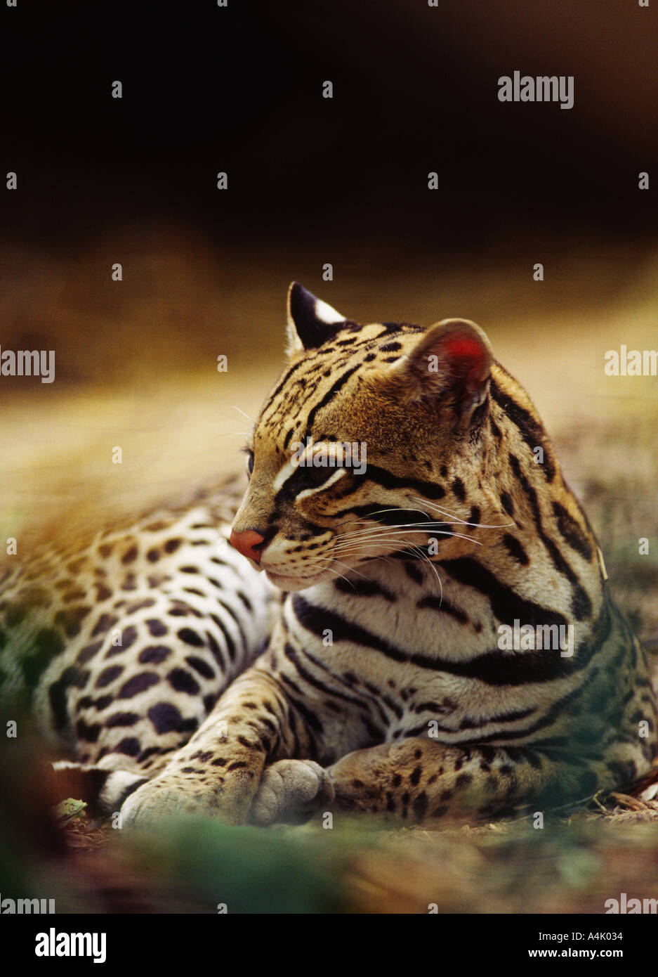 Ozelot hi-res stock photography and images - Alamy