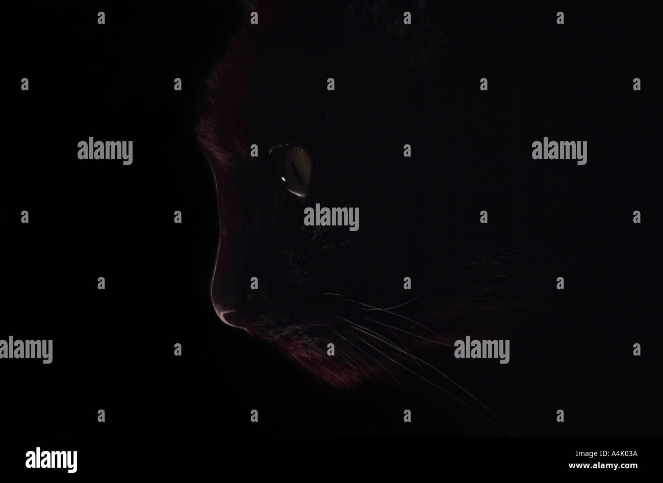 Black cat head profile on black background Stock Photo - Alamy