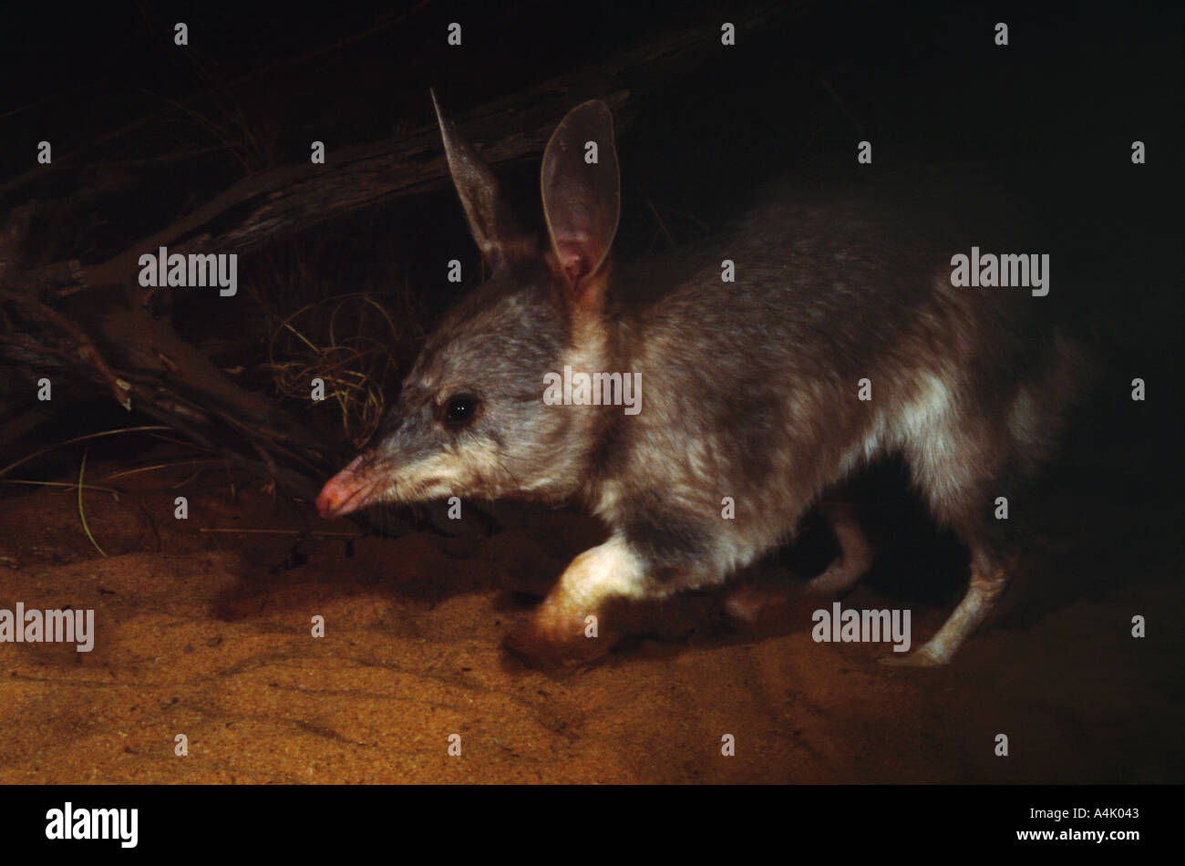 Bilby hi-res stock photography and images - Alamy