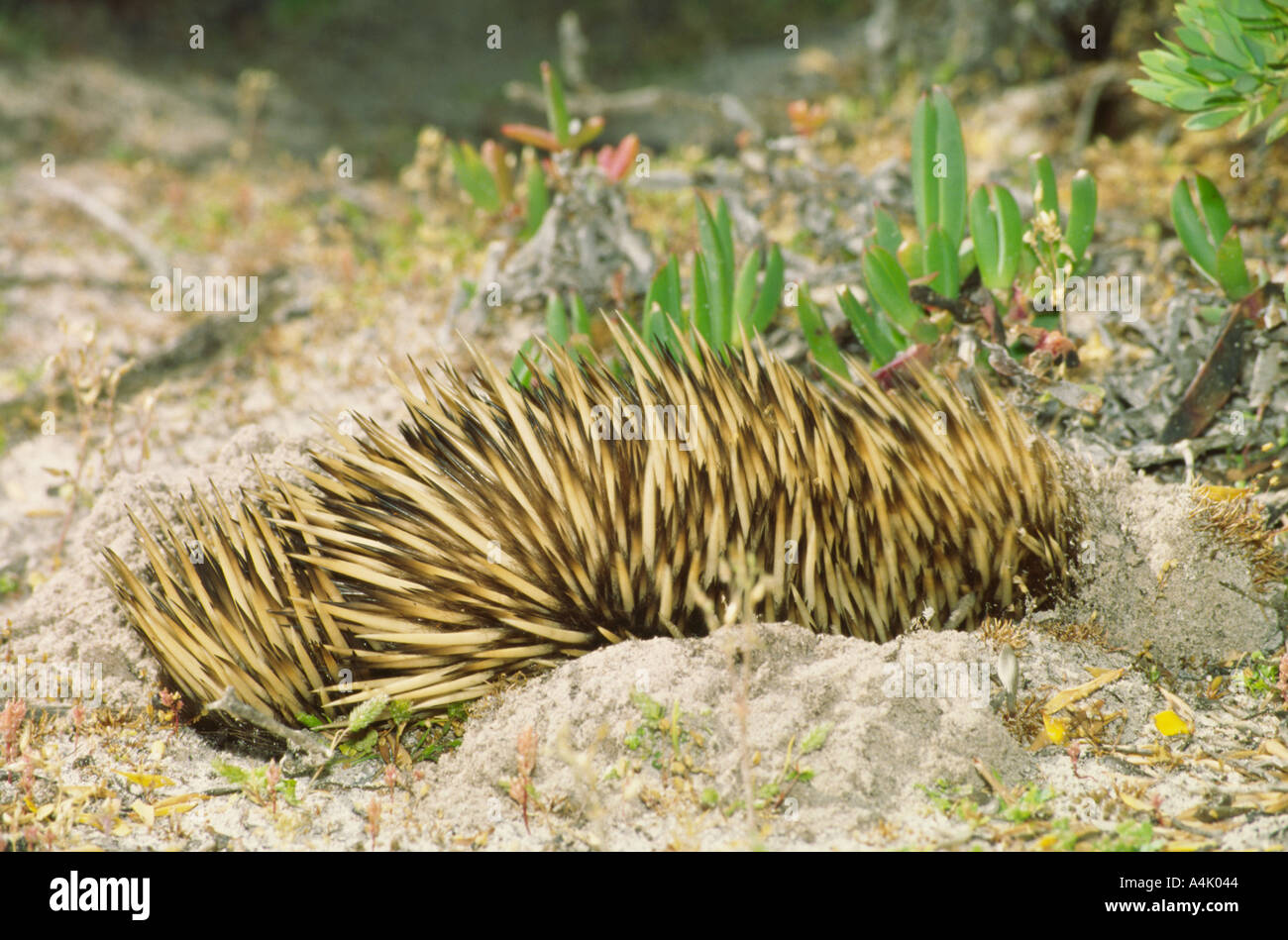 Echidna digging in sand a k a Spiny anteater Tachyglossus aculeatus ...