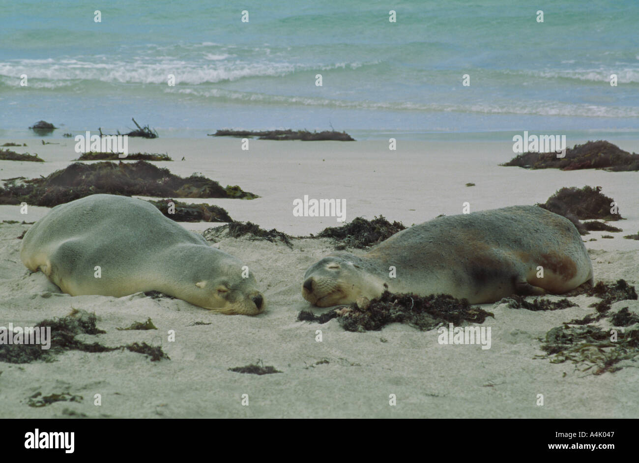 Two australian sea lions hi-res stock photography and images - Alamy