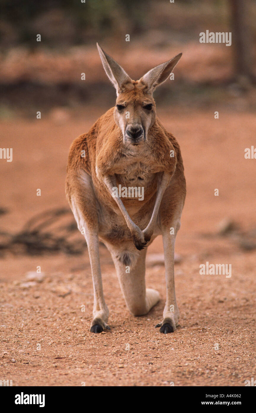 Red kangaroo Macropus rufus male Stock Photo - Alamy