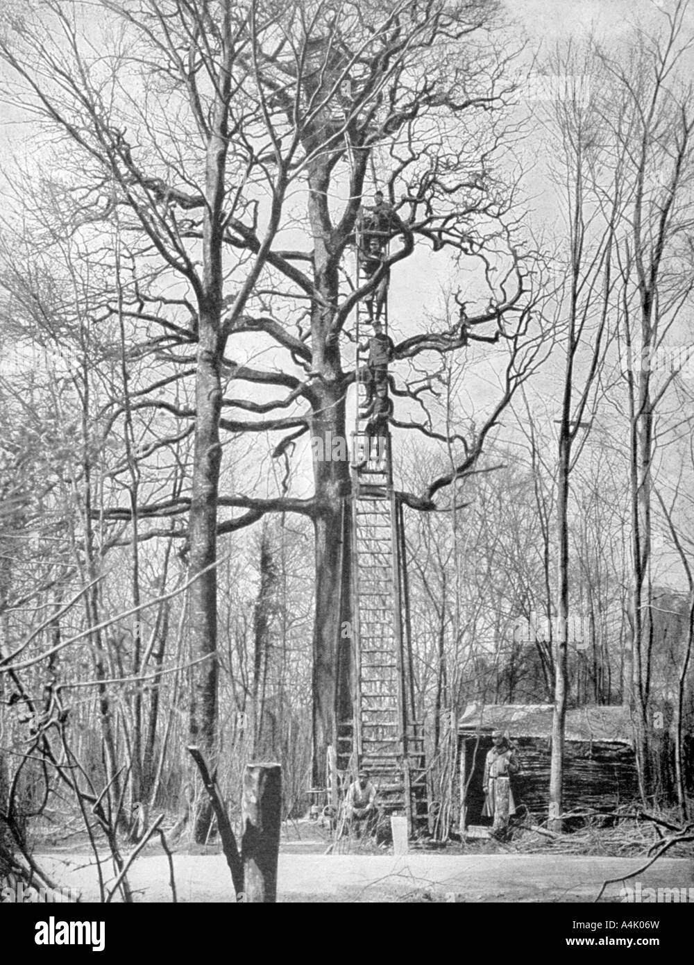French observation post in a tree, France, World War I, 1915. Artist ...