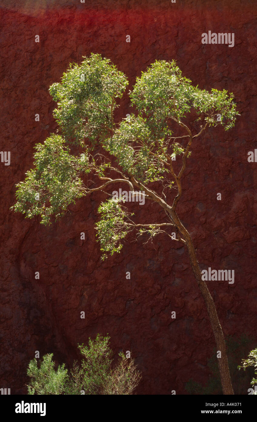 Eucalyptus tree at Uluru a k a Ayer s Rock Central Australia Stock ...
