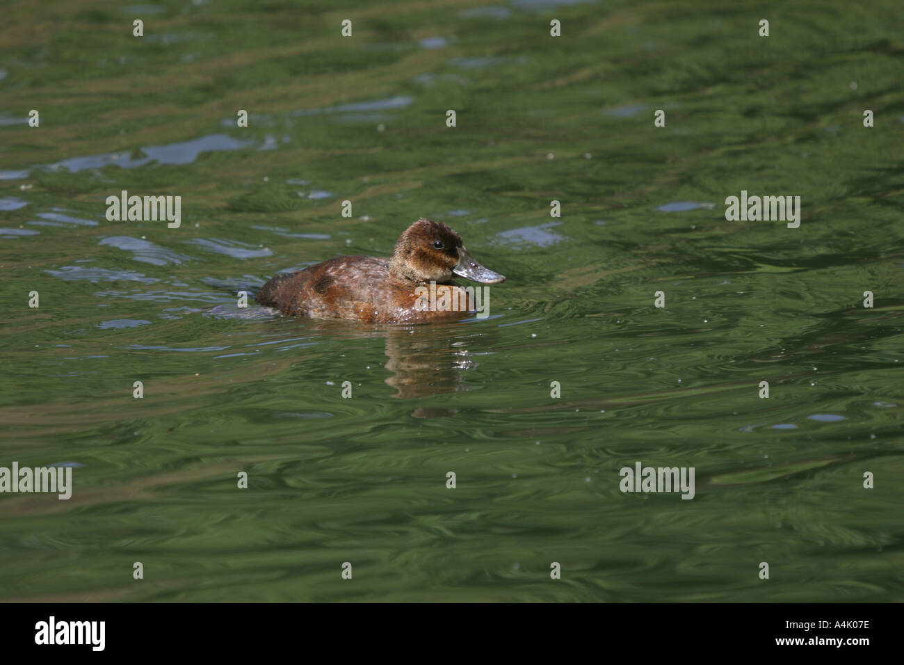 Female Ruddy Duck Stock Photo - Alamy