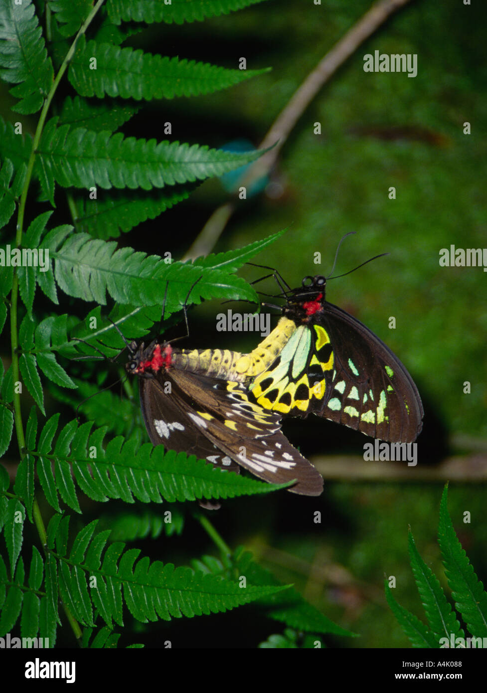 Birdwing butterflies mating Ornithoptera priamus euphorion Cairns ...