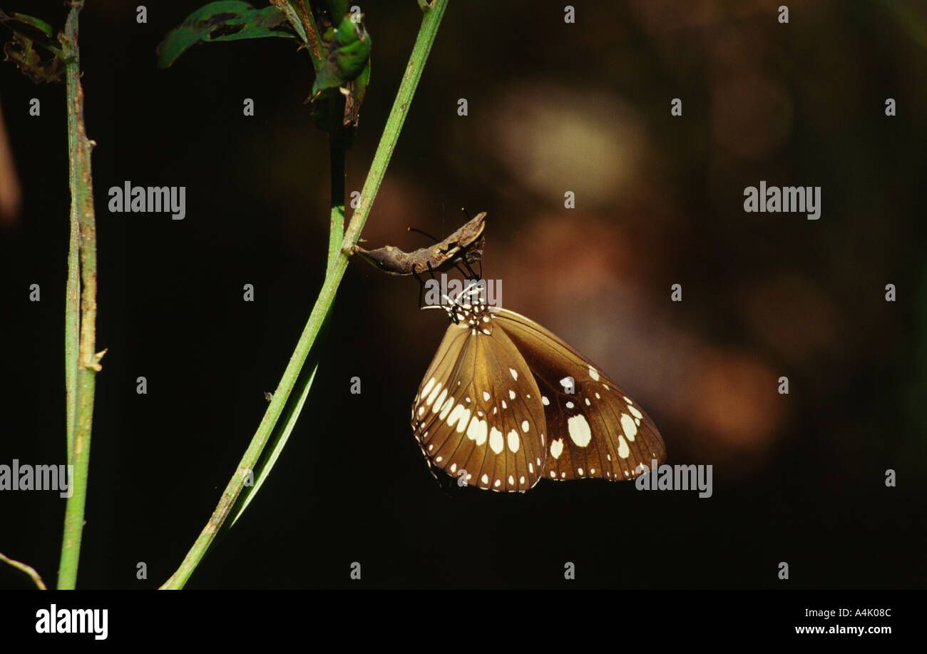 Acridia hi-res stock photography and images - Alamy