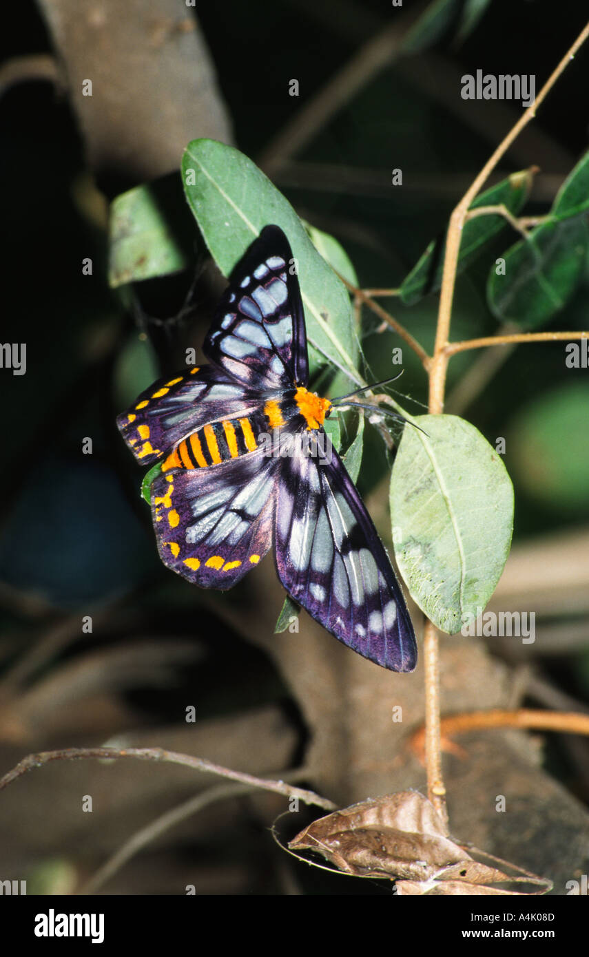 Moth major hi-res stock photography and images - Alamy