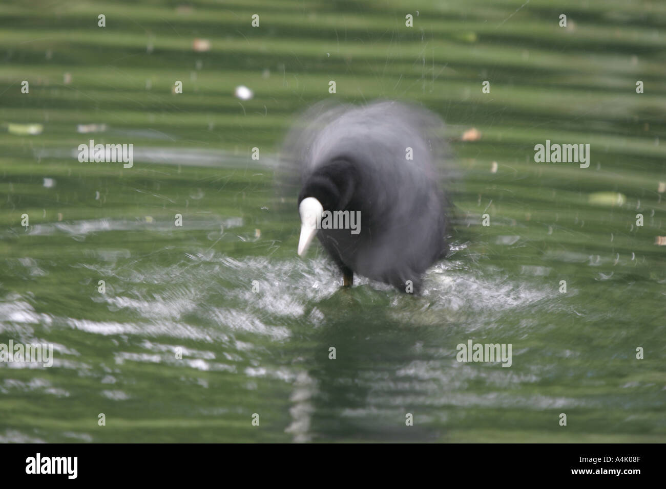 Coot shaking off water Stock Photo - Alamy