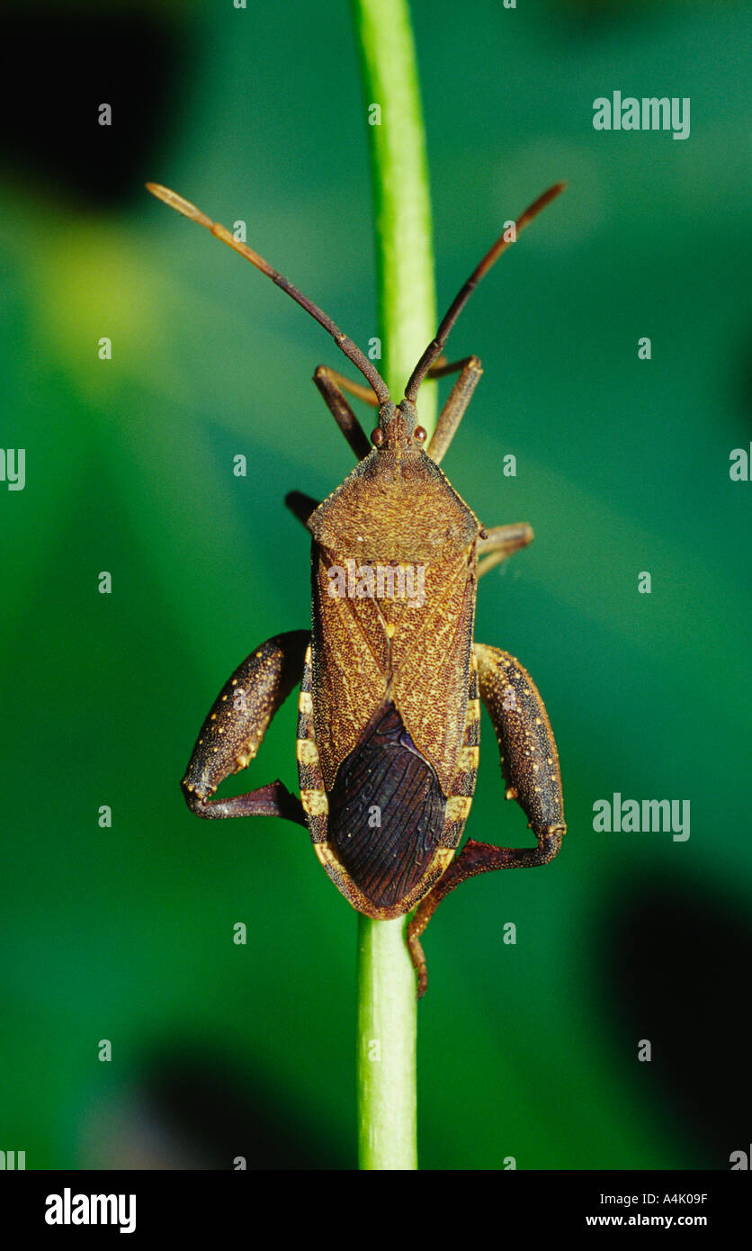 Bug South Australia Stock Photo - Alamy