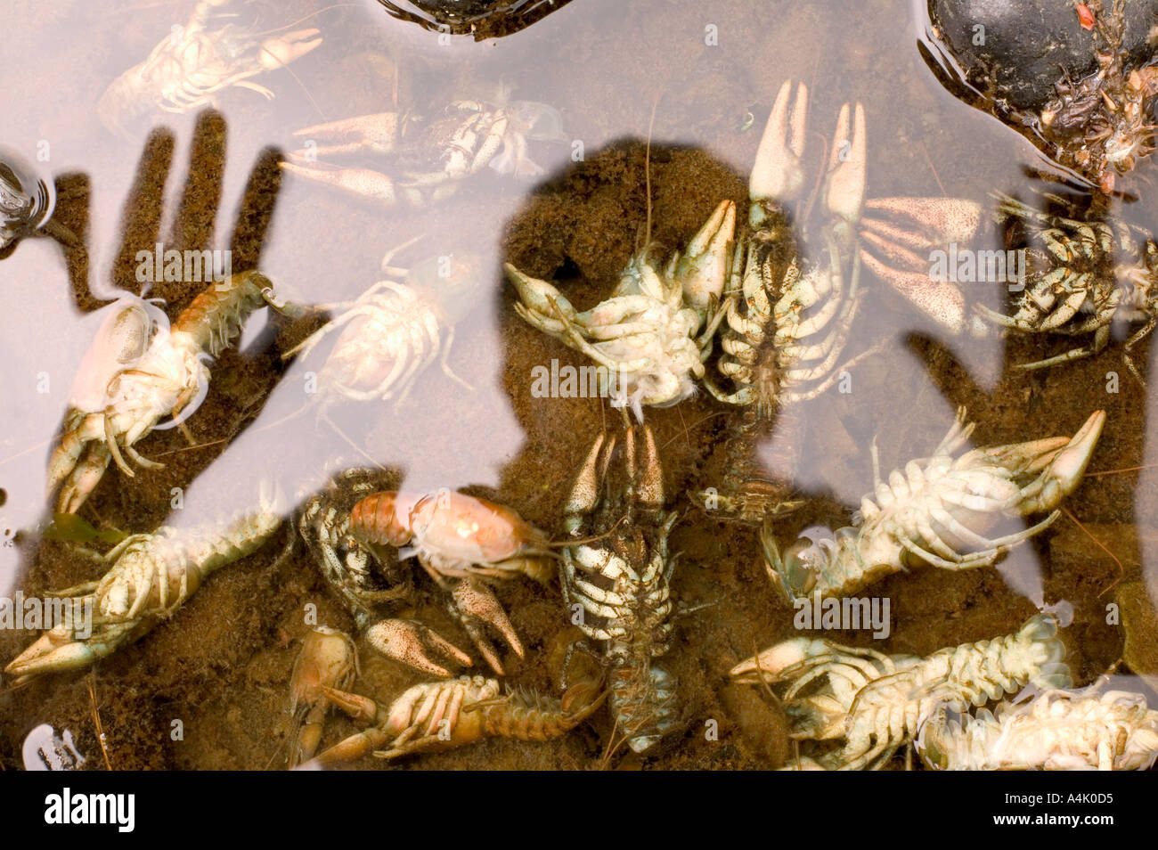 White clawed Crayfish killed by illegal chemical spill in the river ...
