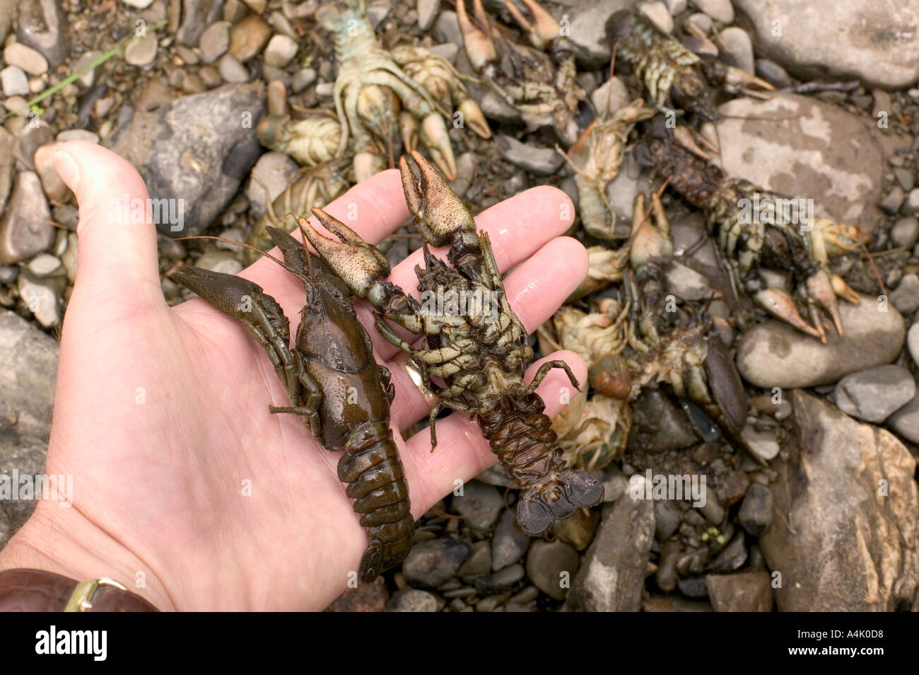 White clawed crayfish killed by illegal chemical spill in River mint ...