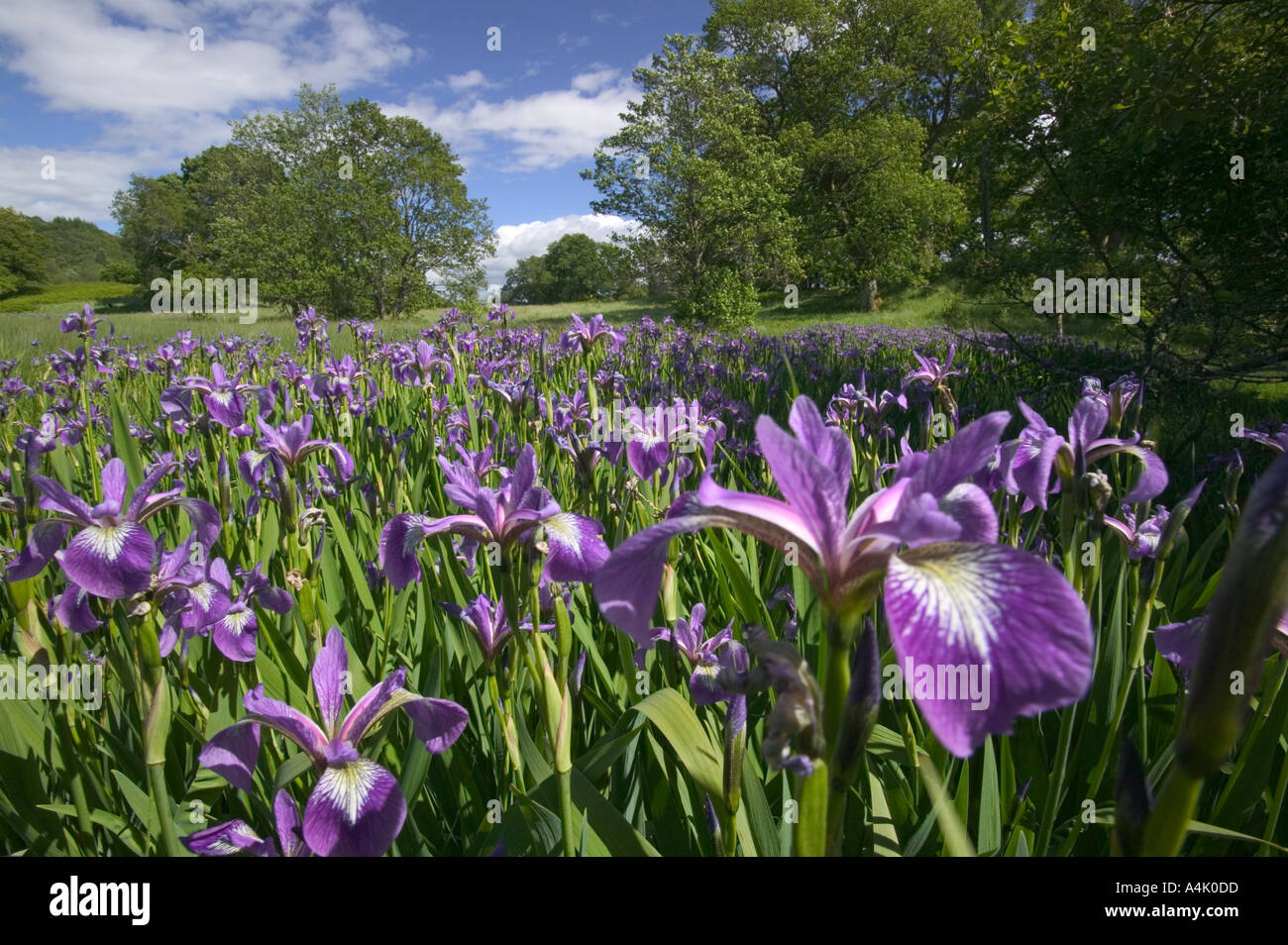 Wild purple Iris growing in the Trossachs Scotland Stock Photo - Alamy