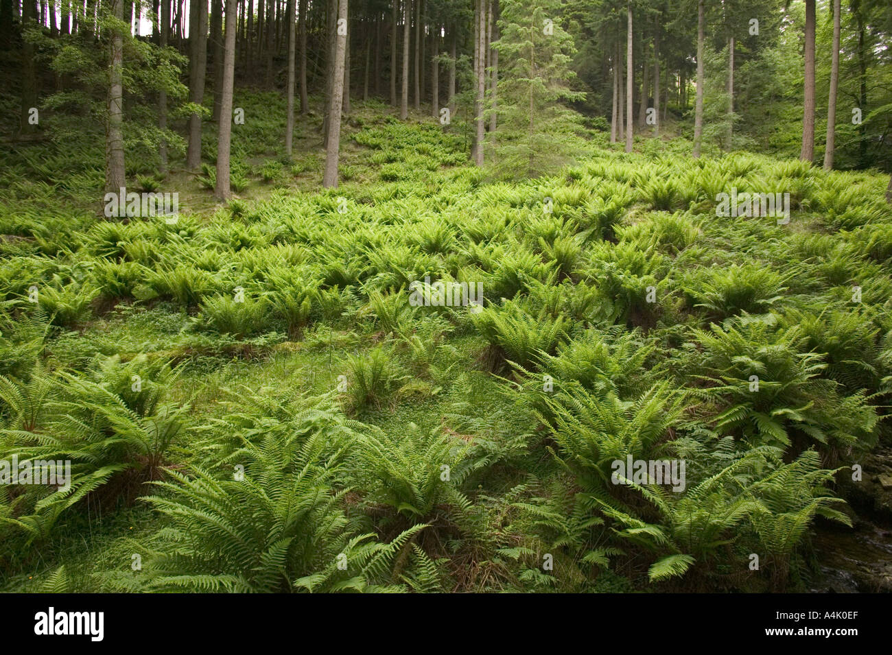 Spring ferns on forest floor hi-res stock photography and images - Alamy