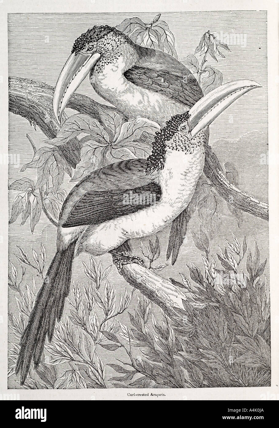curl crested aracaris Pteroglossus beauharnaesii toucan avian life ...