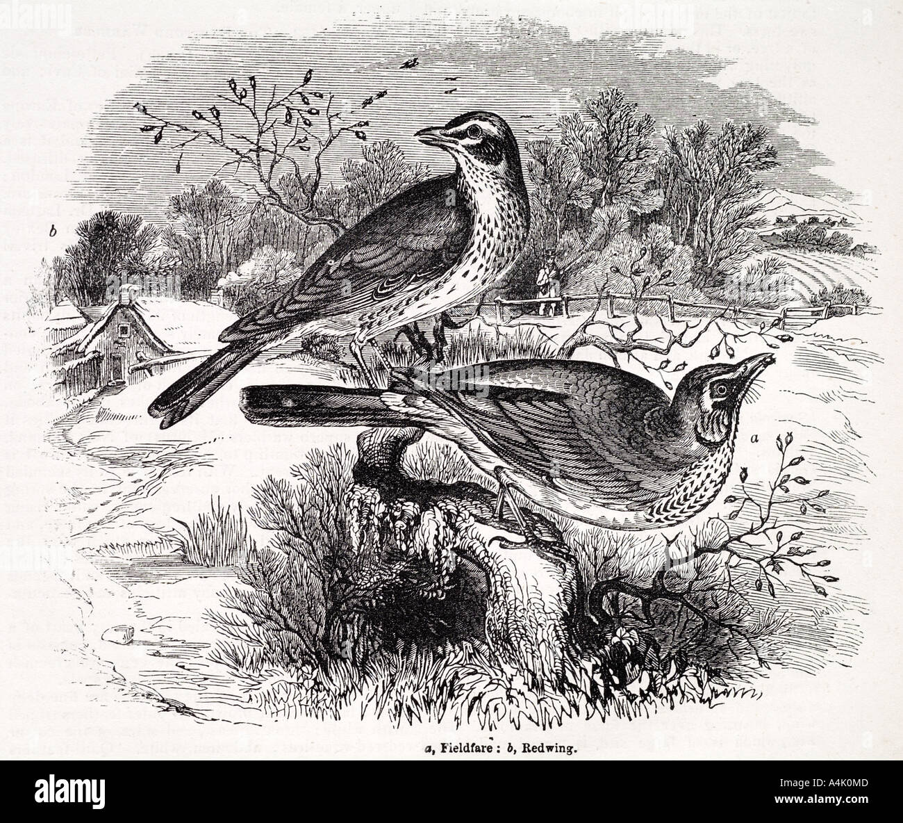 fieldfare redwing turdus iliacus raptor avian egg laying bird feather ...