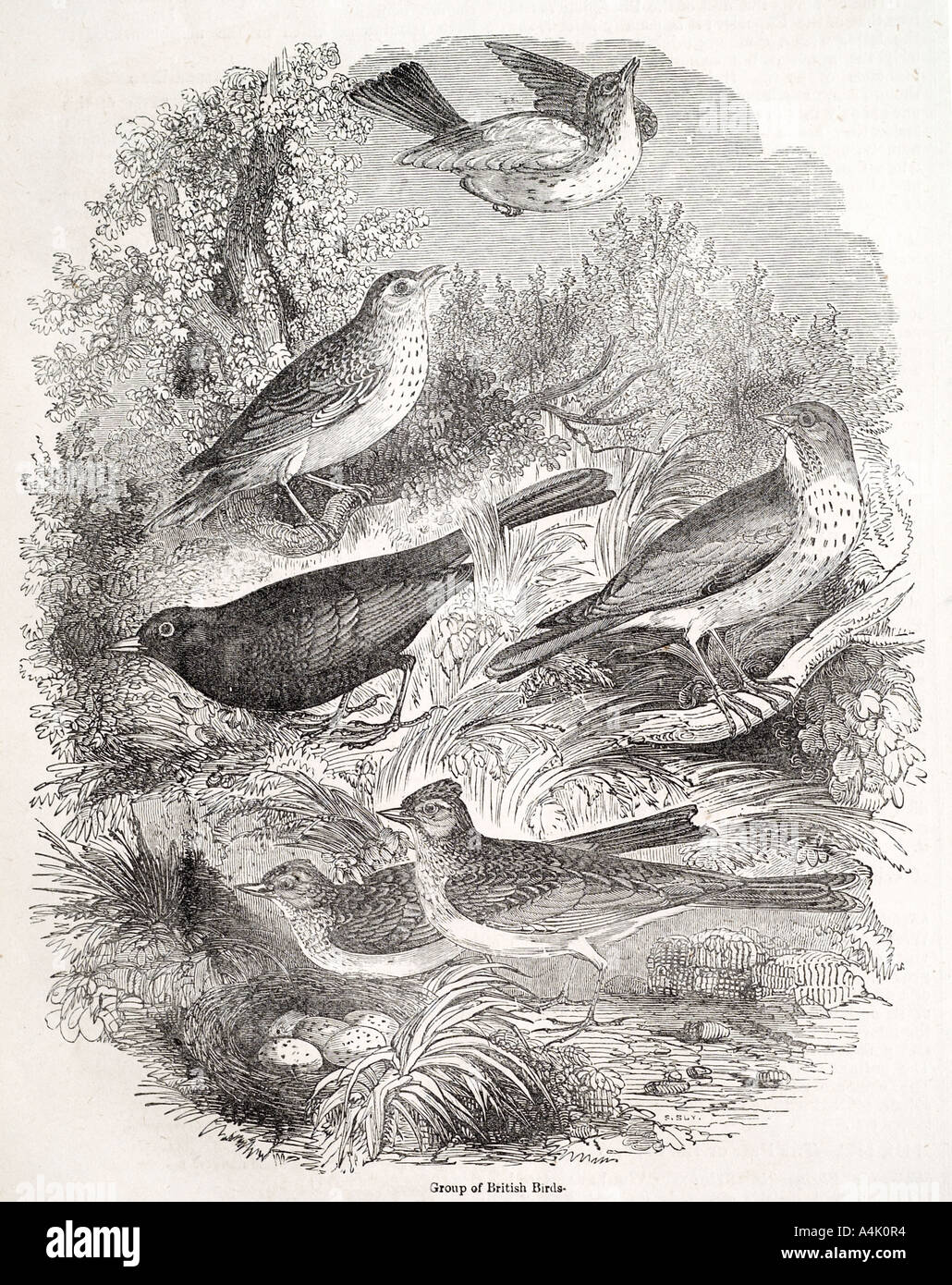 Cartoon bird claw hi-res stock photography and images - Alamy