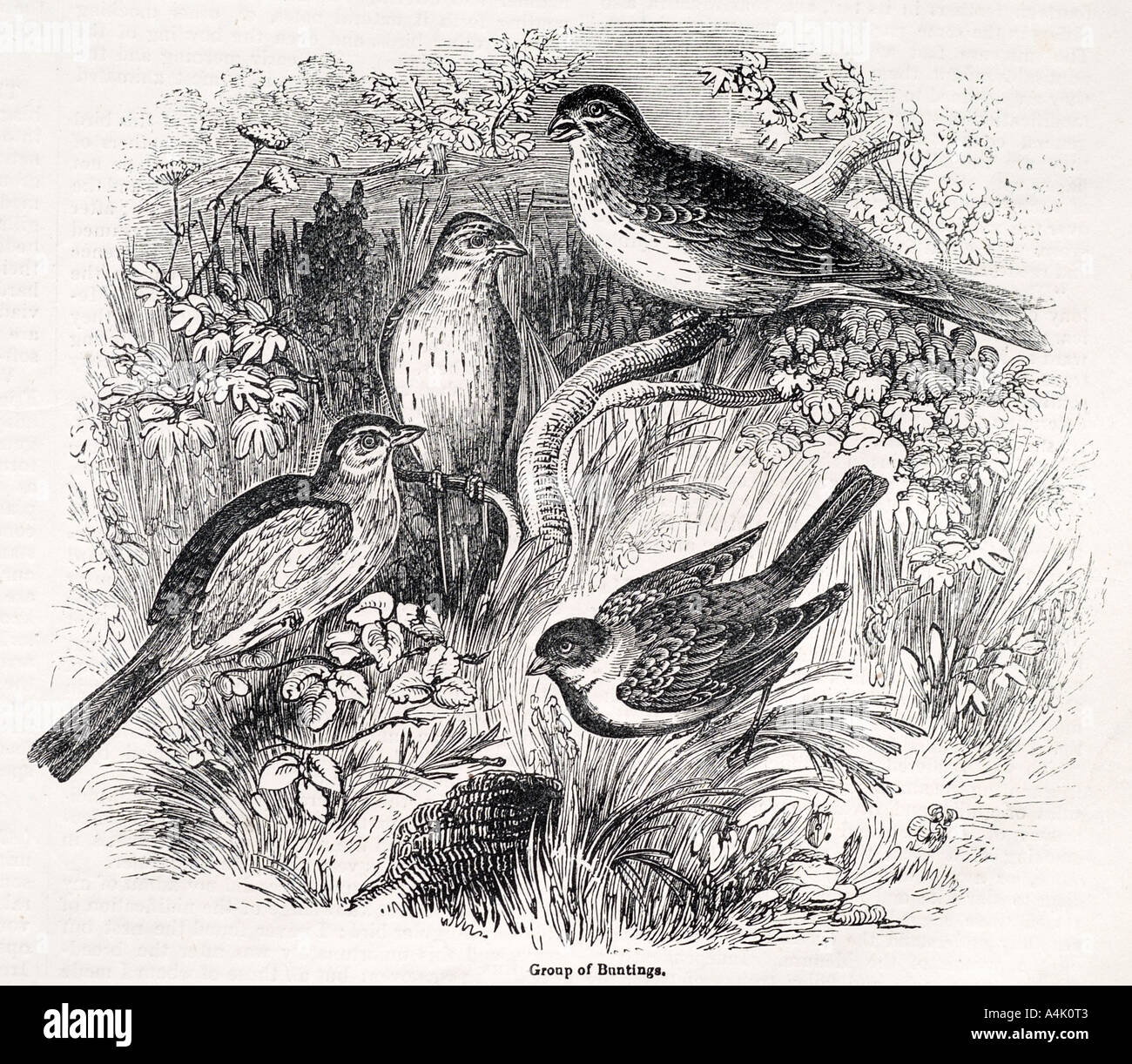 Bunting corn lark common raptor avian egg laying bird feather wing fly ...