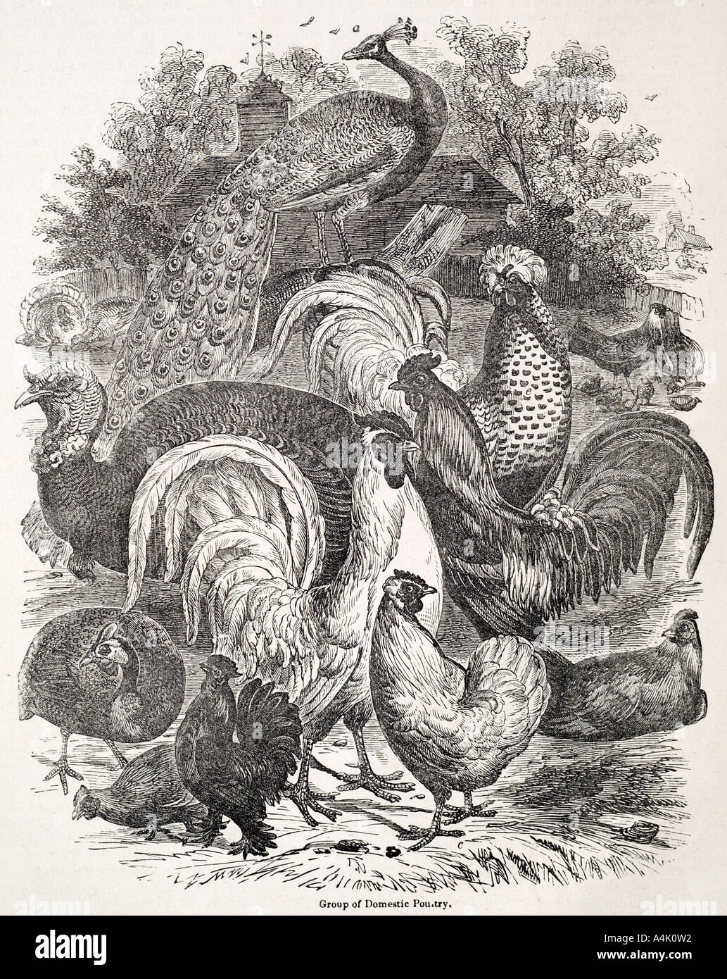 domestic poultry chicken hen cockerel raptor avian egg laying bird ...