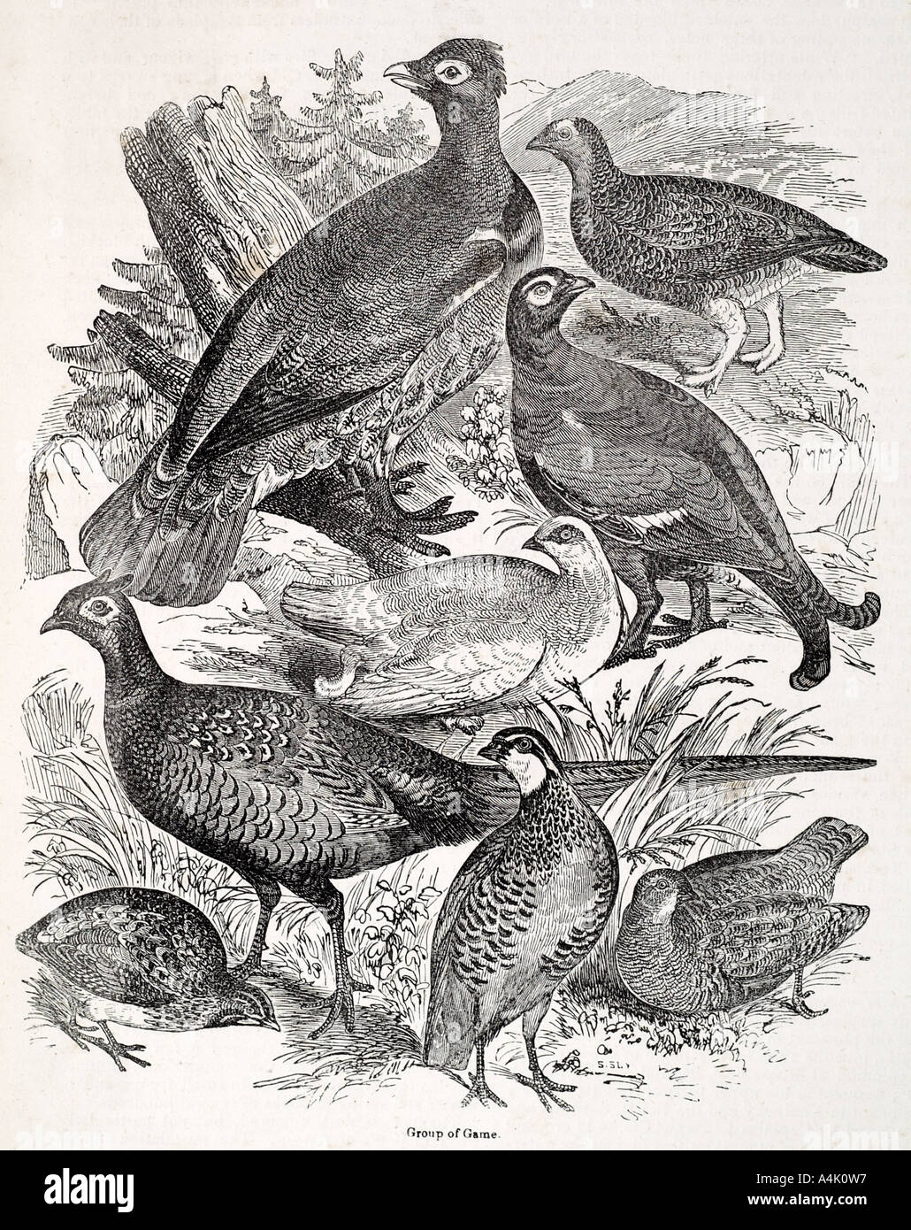 game pheasant partridge ground sport shoot hunt egg laying bird feather ...