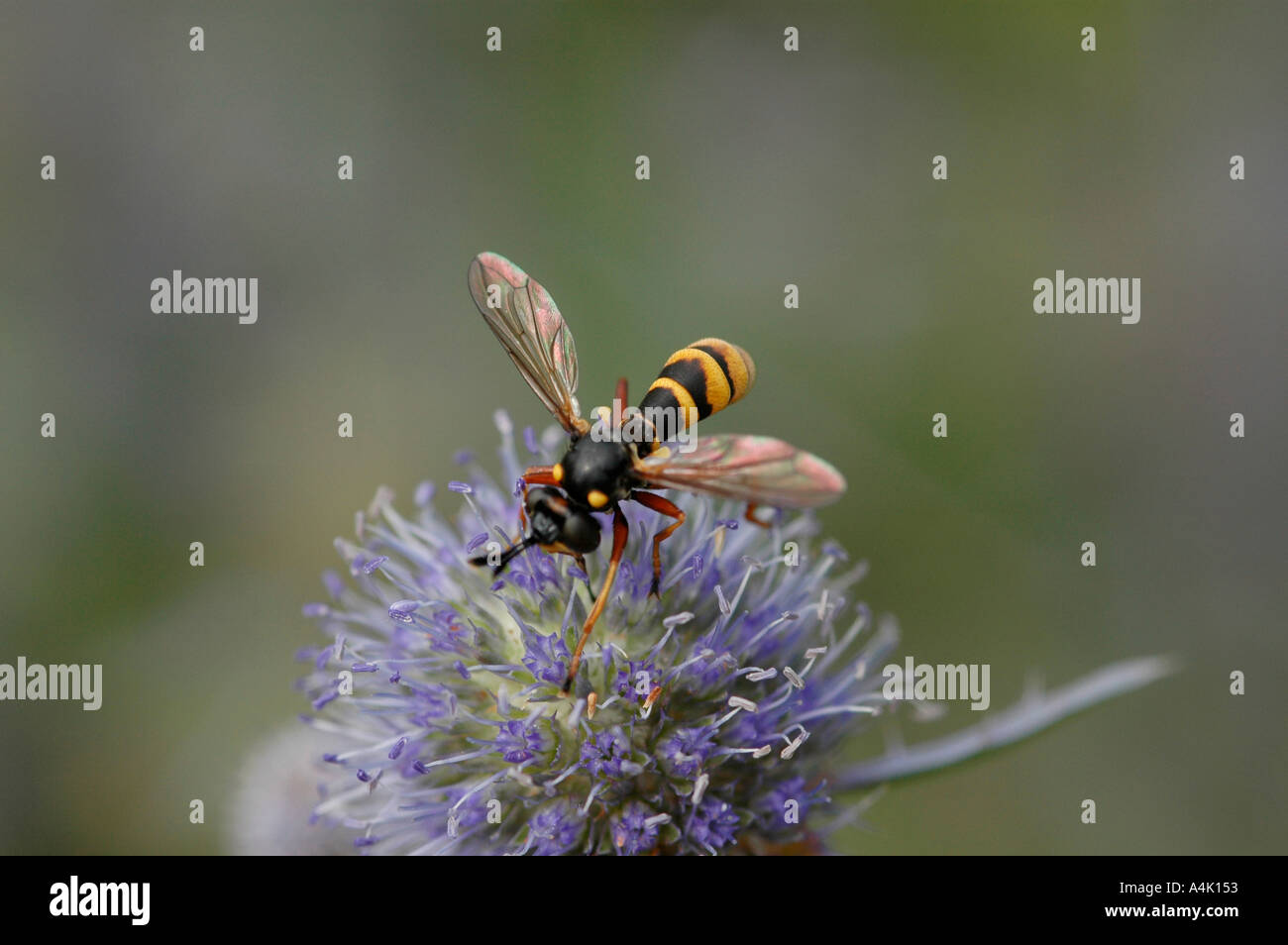 Wasp like fly Stock Photo - Alamy