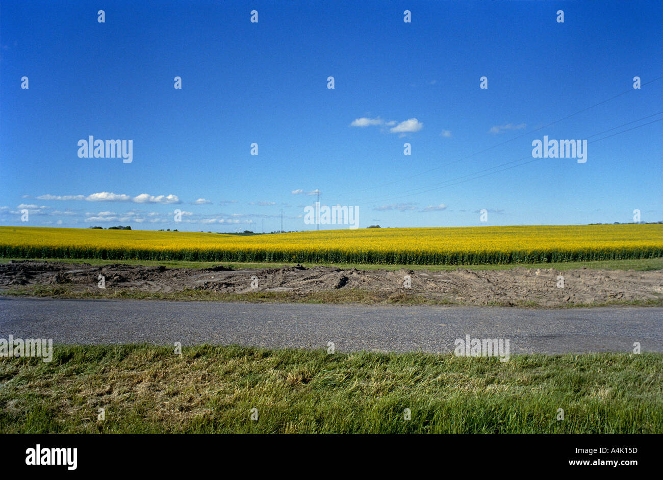 rape field and road Jutland Denmark Stock Photo - Alamy