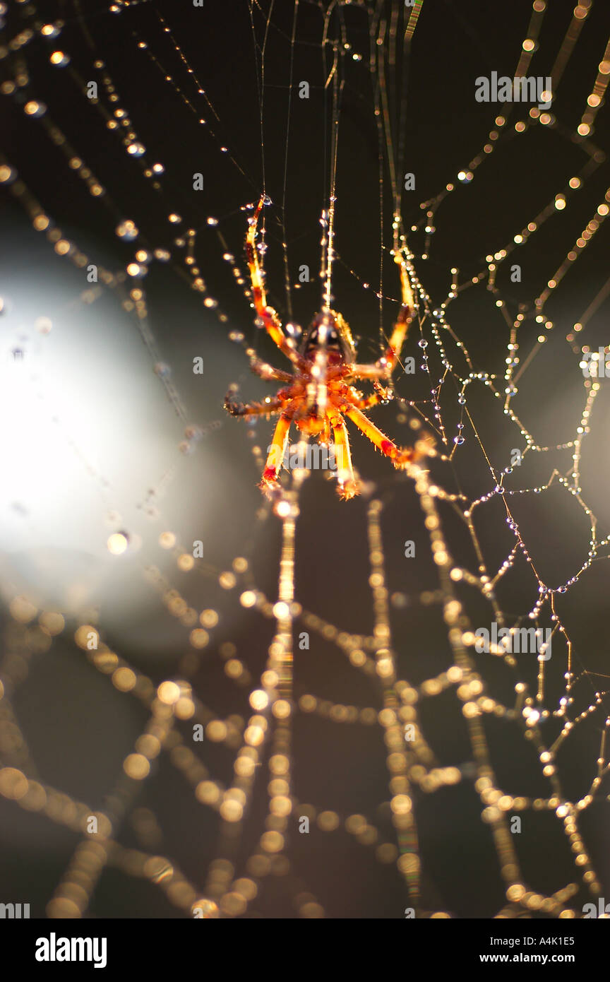 spider web with spider Stock Photo - Alamy