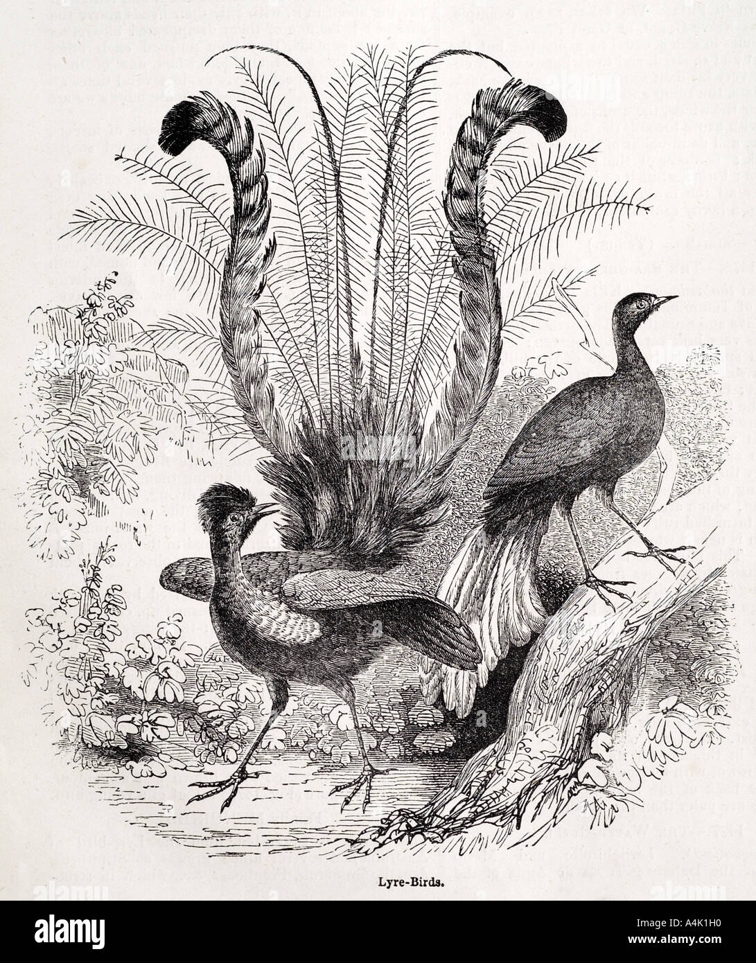 Lyre bird hi-res stock photography and images - Alamy