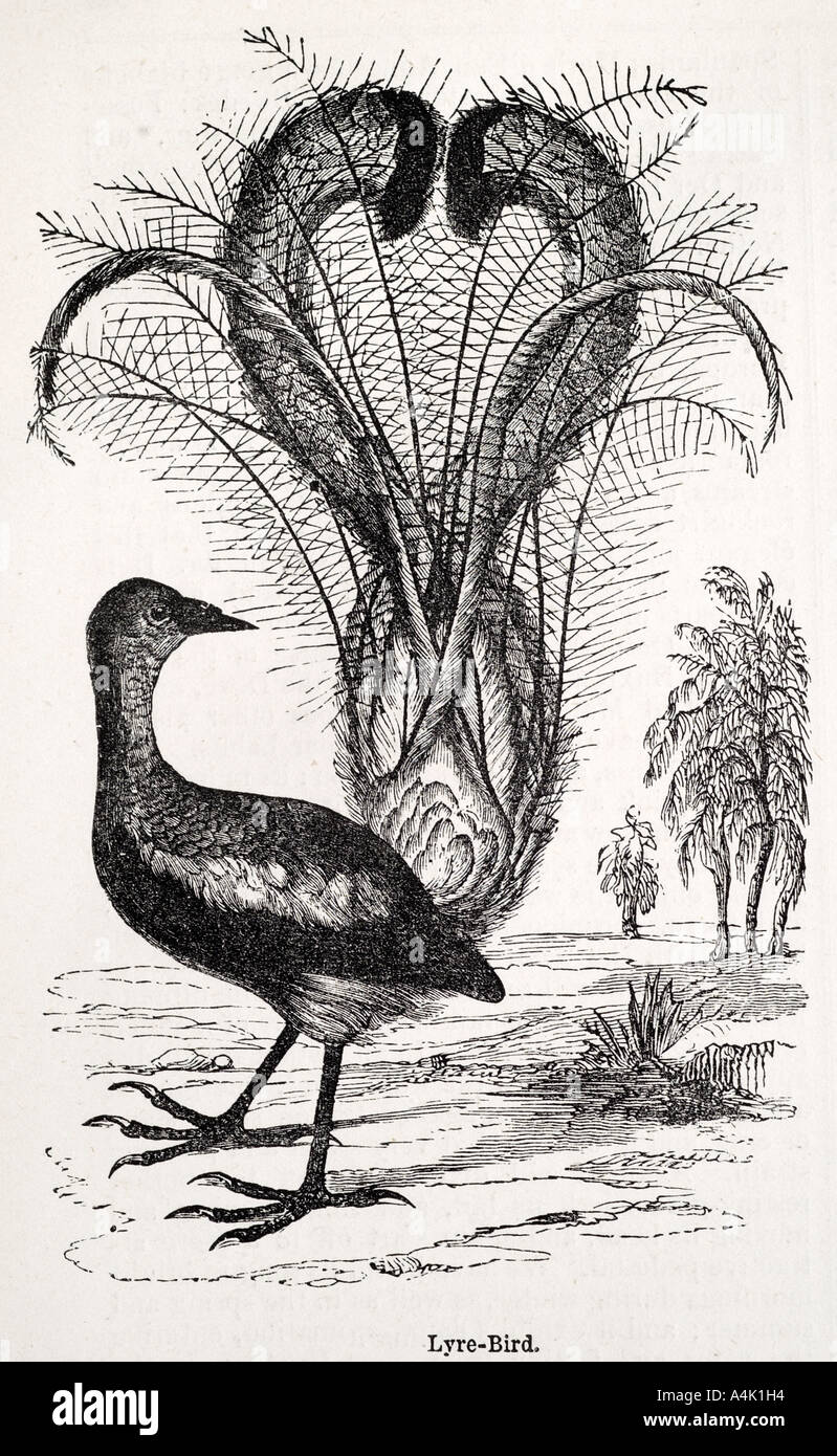 Lyre Bird In Flight